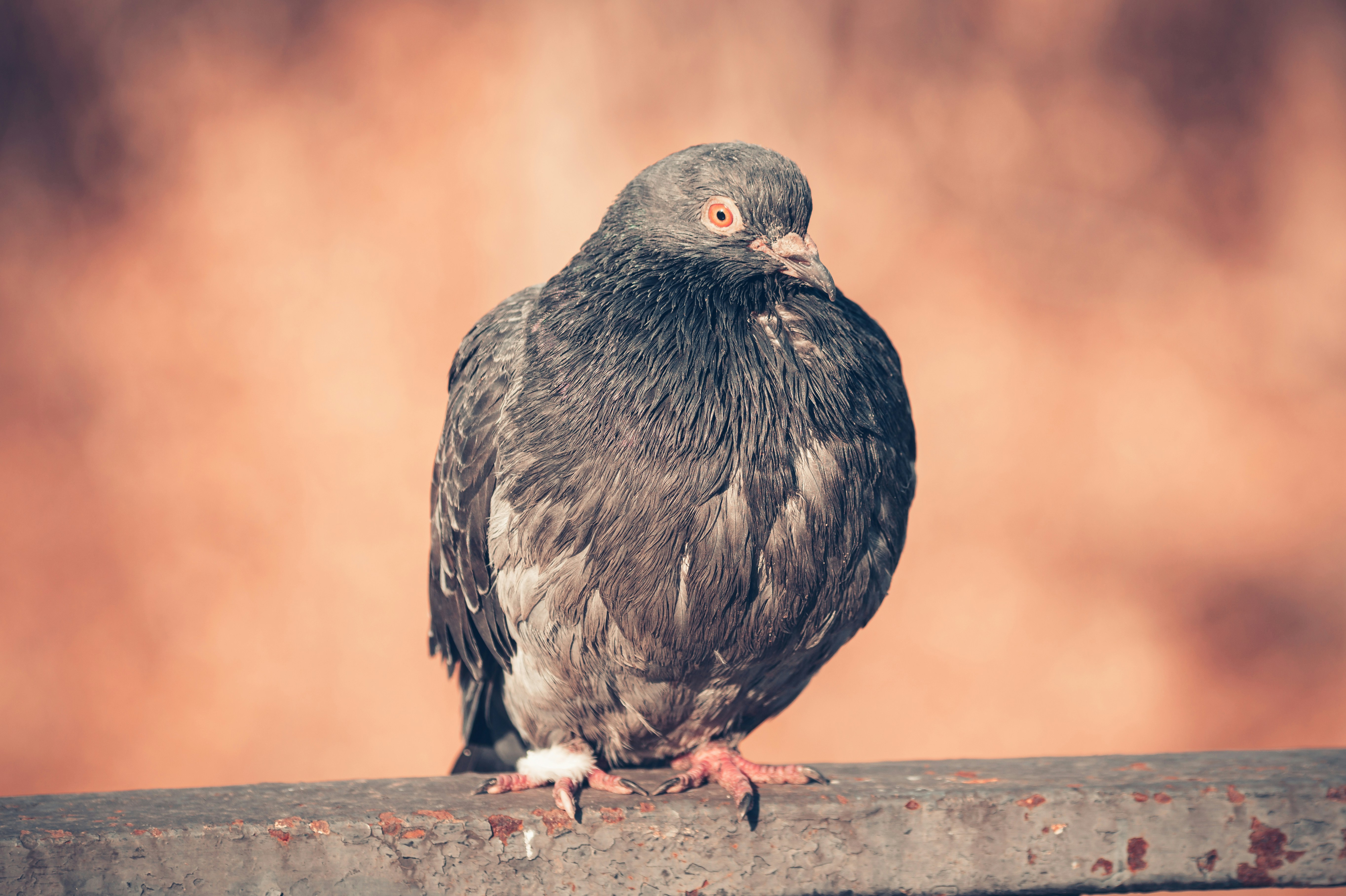 Photo by Khitomi Michiru with Sony Alpha 58