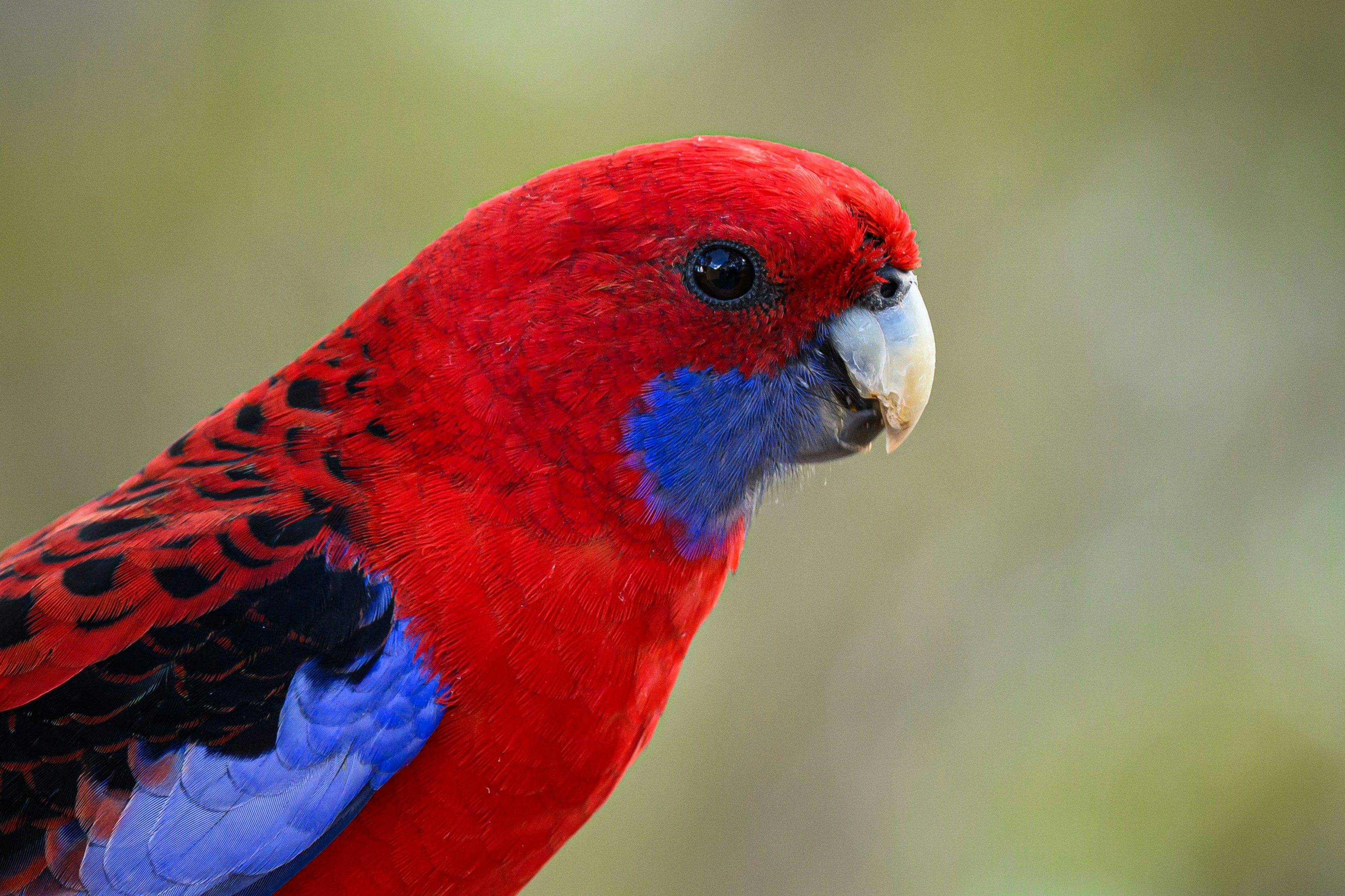 Crimson rosella displaying vivid red and blue plumage against a blurred background.