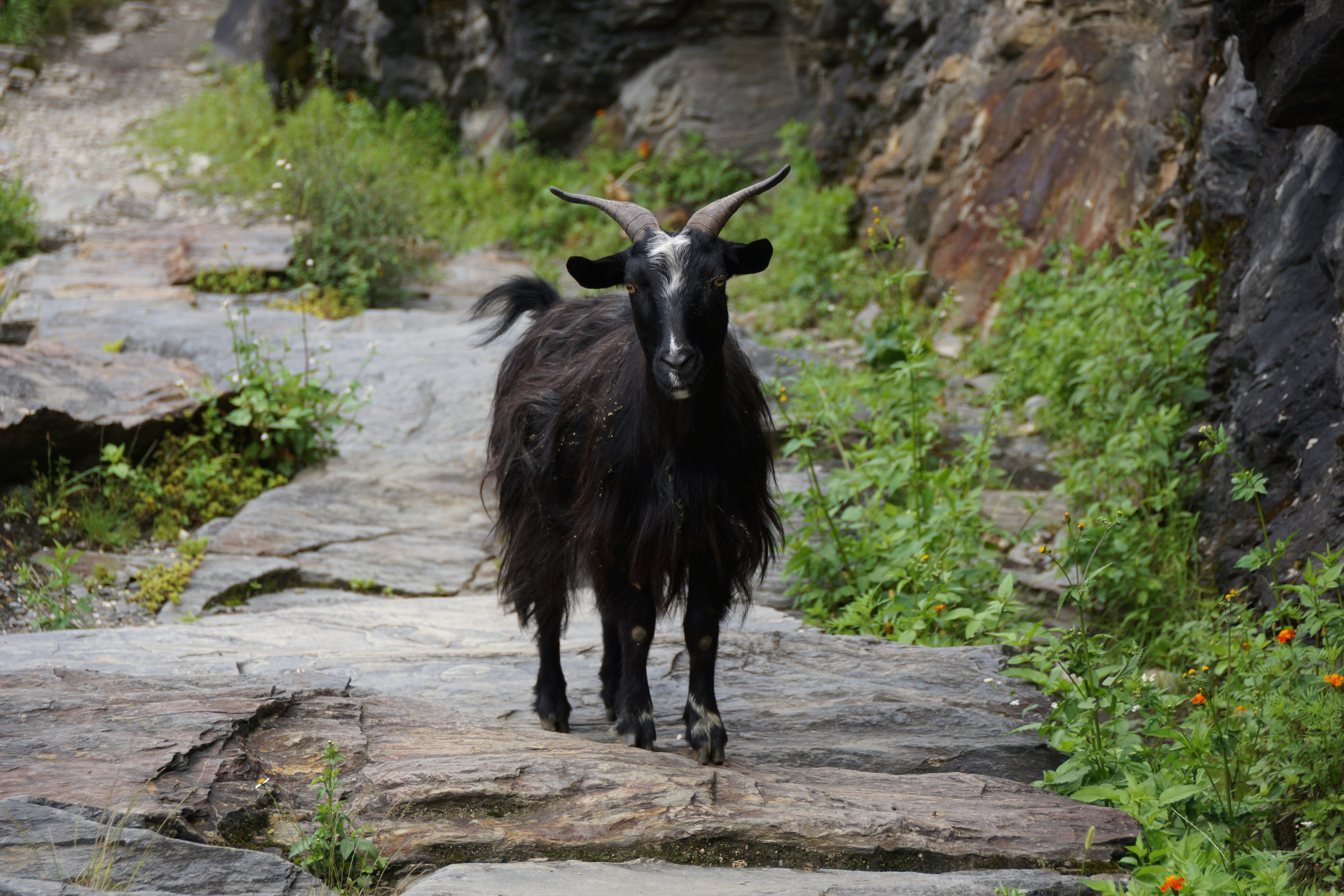 A black goat stands on a rocky path. photo – Free Grass Image on Unsplash