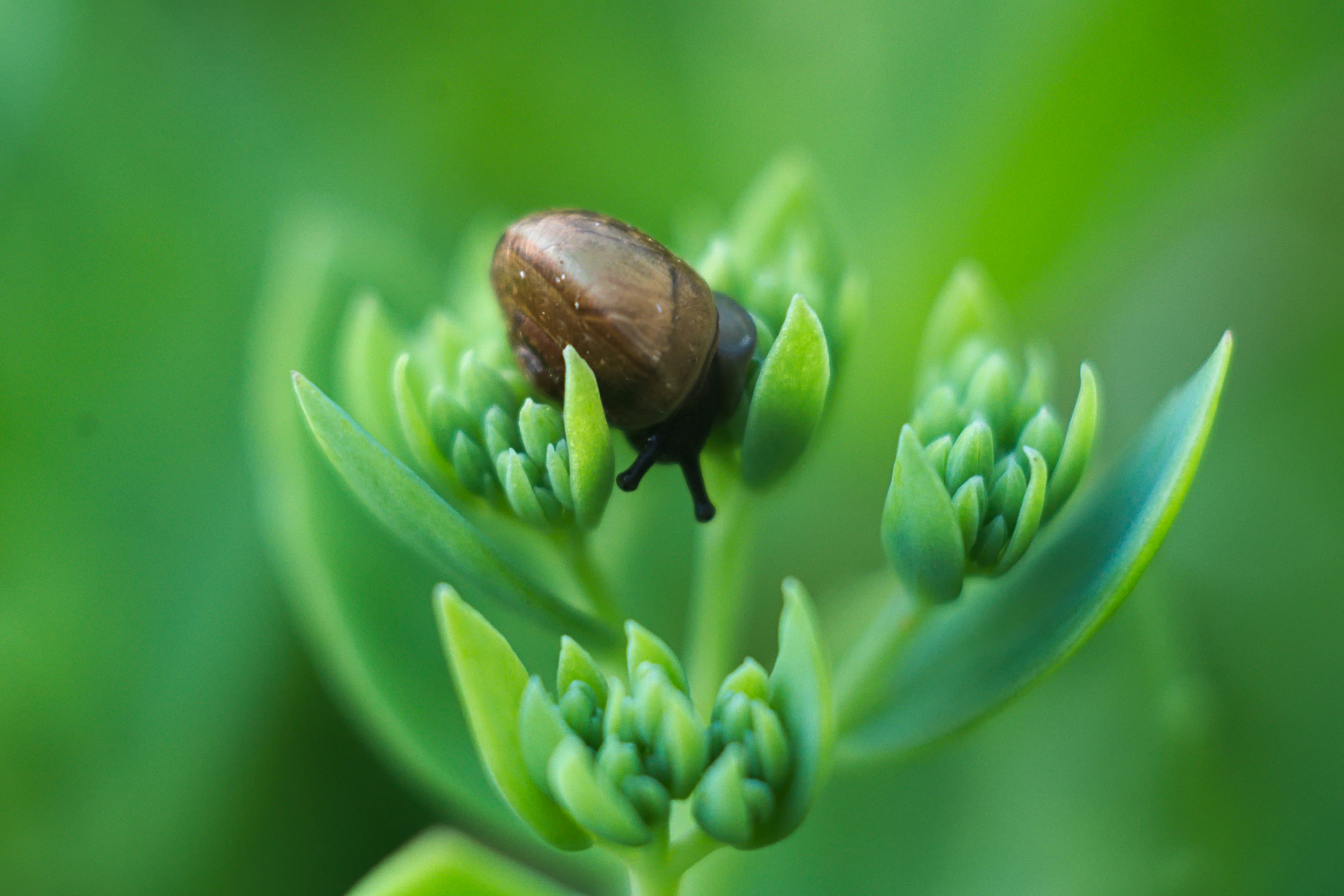 Tiny Acorn, Quiet Spotlight: A Beetle Clings to Green Buds