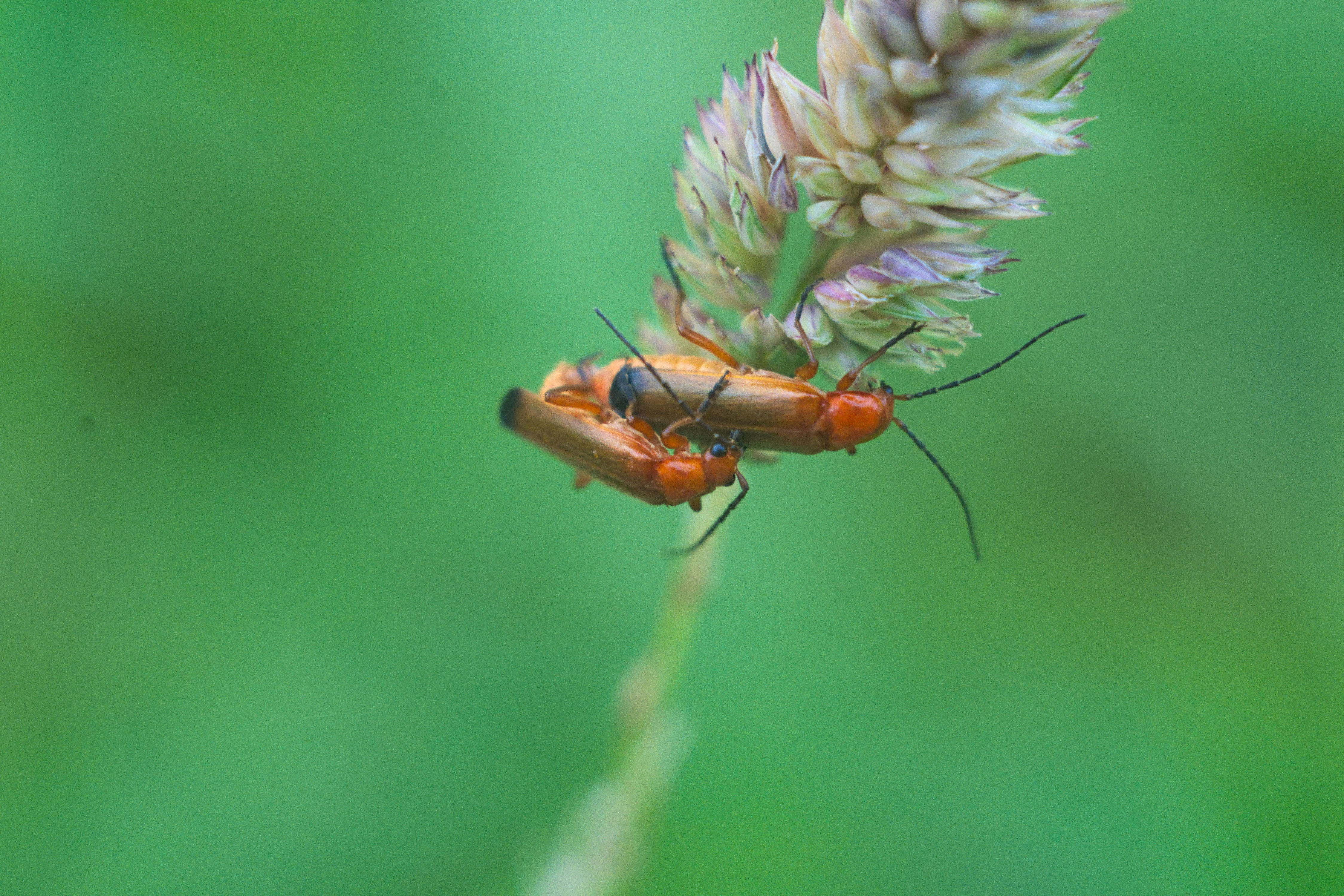 Amber Duo on a Grass Seed Head: A Macro Moment