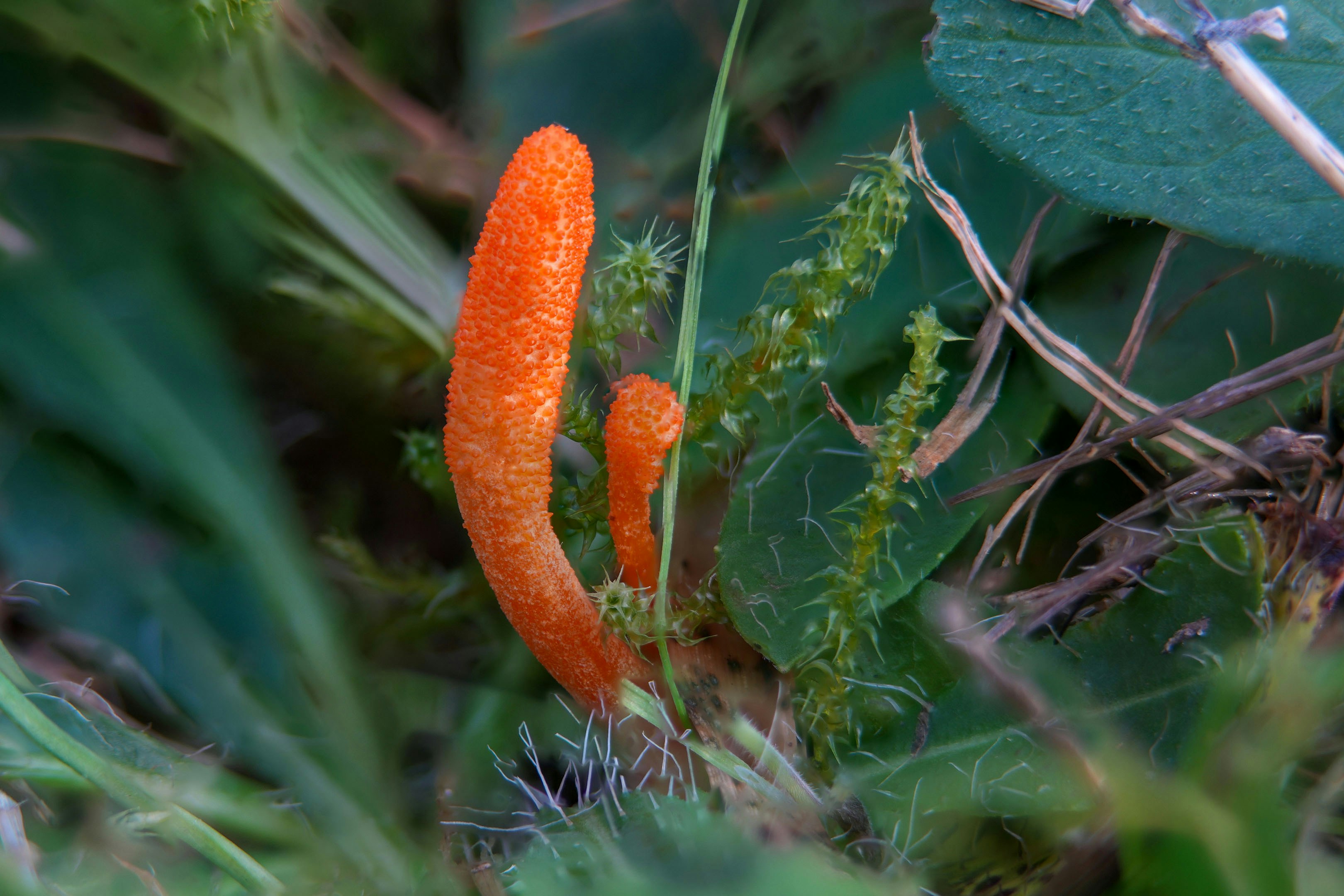 Twin Orange Coral Fingers Poking Through Moss Understory