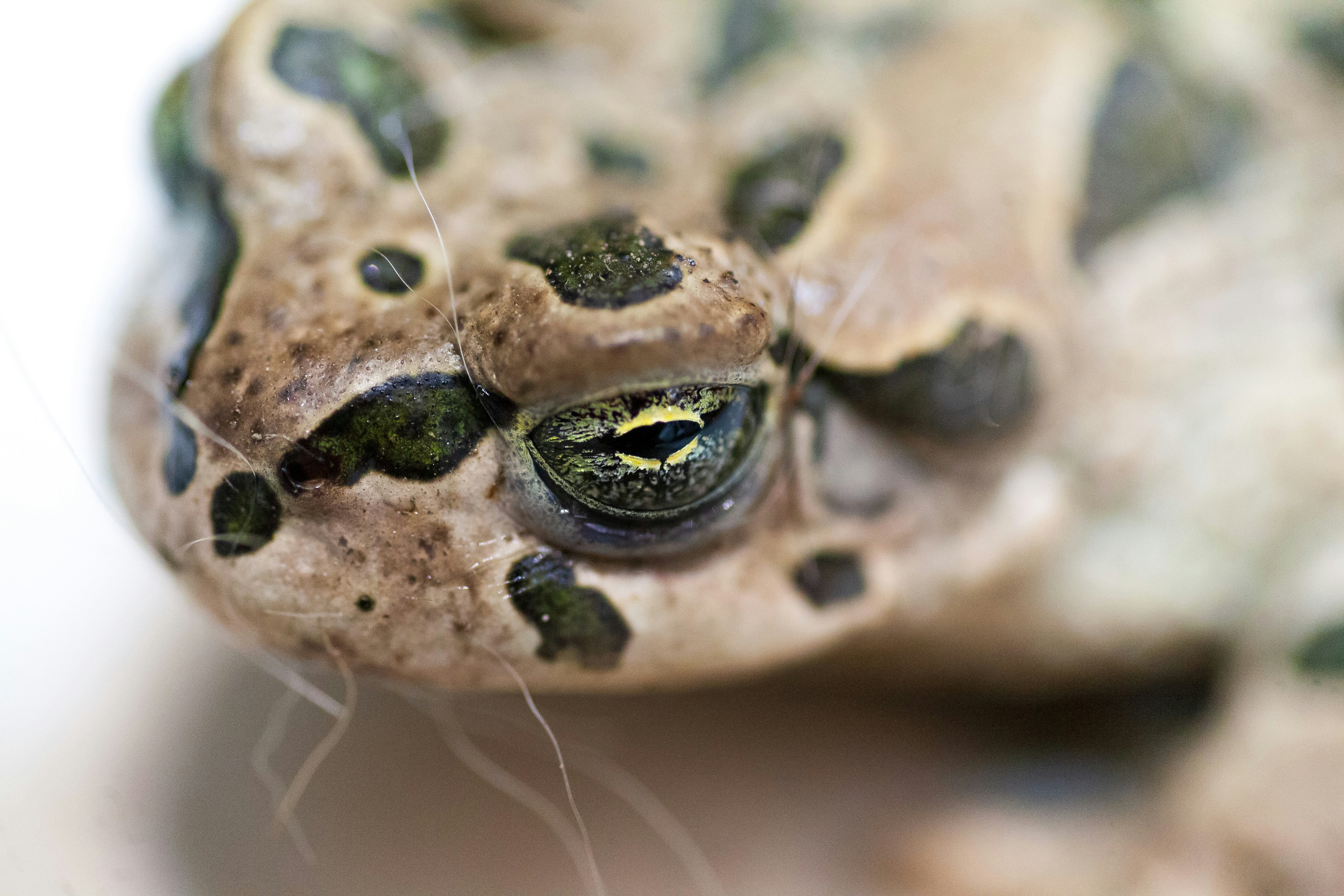 A close-up shows the eye of a toad. photo – Free Animal Image on Unsplash