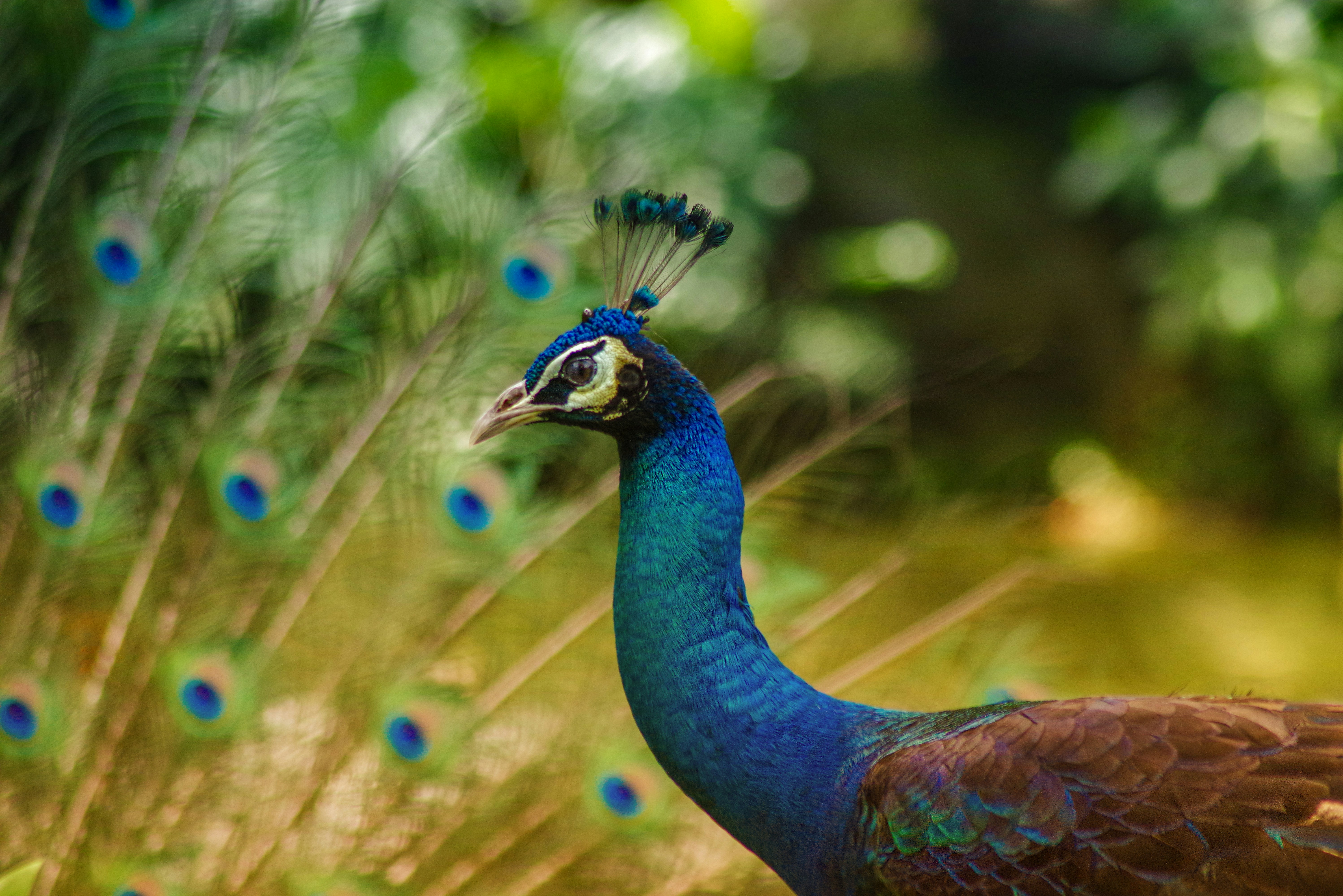 Vibrant peacock with fully fanned tail in a verdant setting.