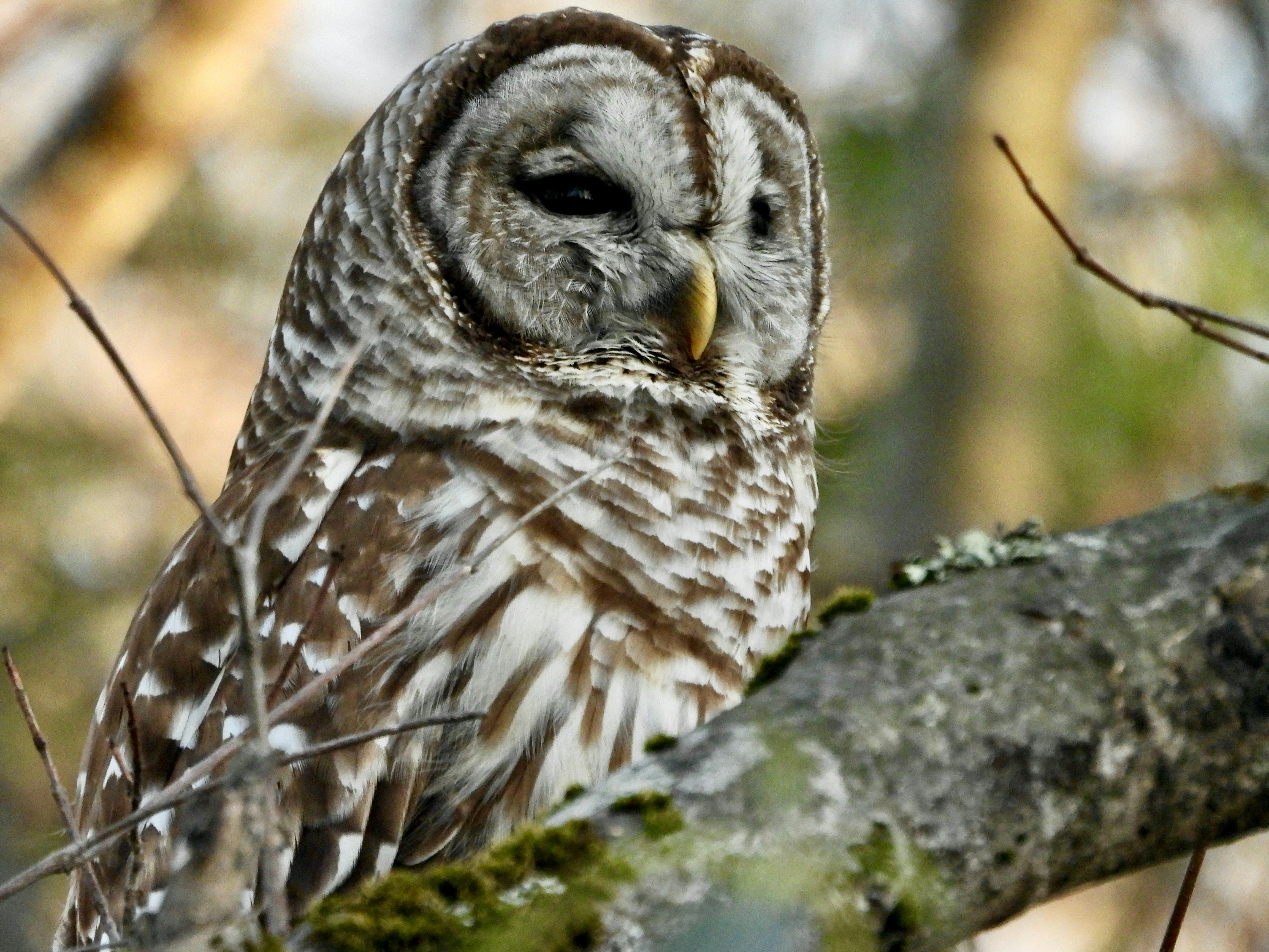 Barred owl perched on a mossy branch in dappled sunlight.