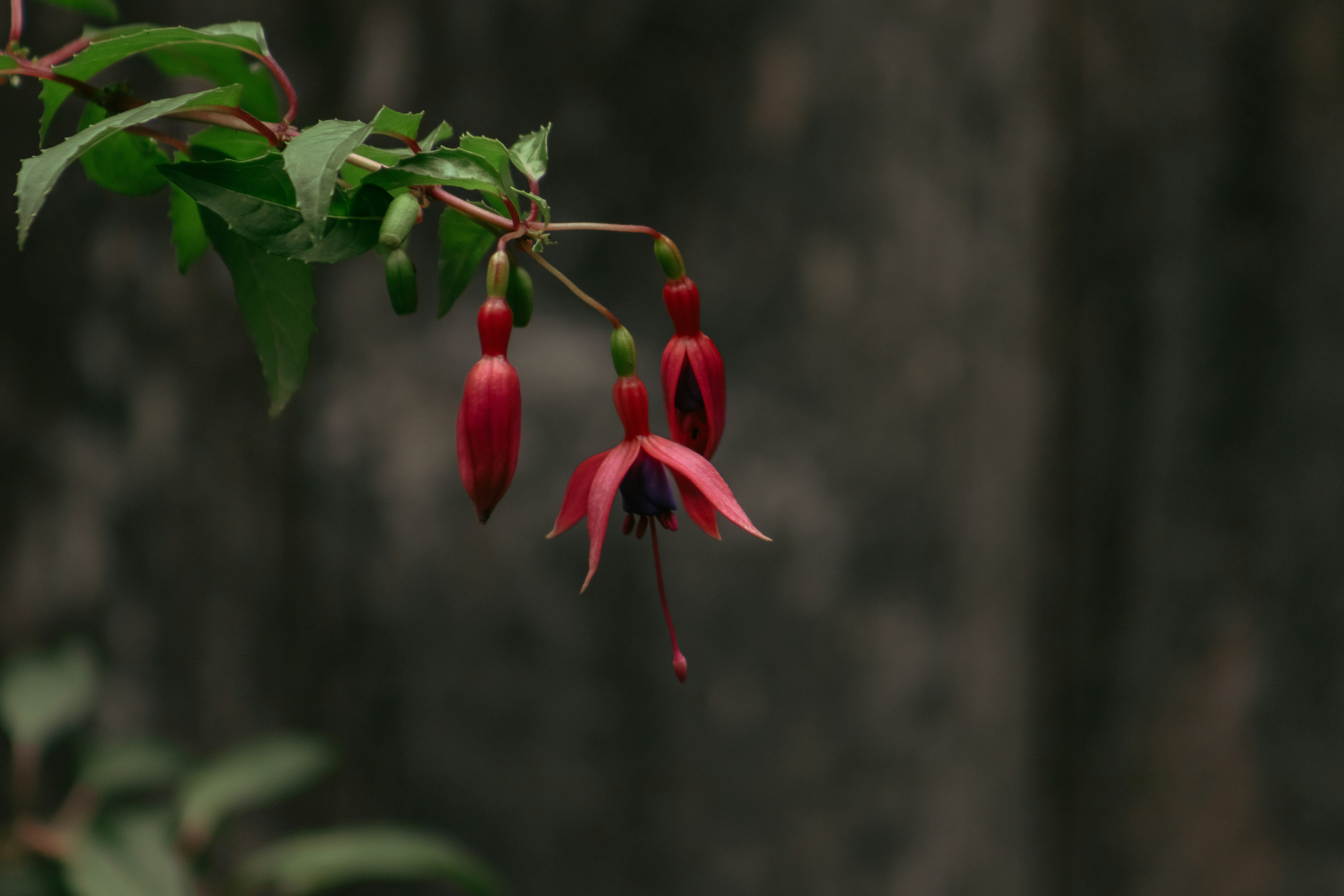 A beautiful, red fuchsia flower blossoms. photo – Free Flower Image on ...