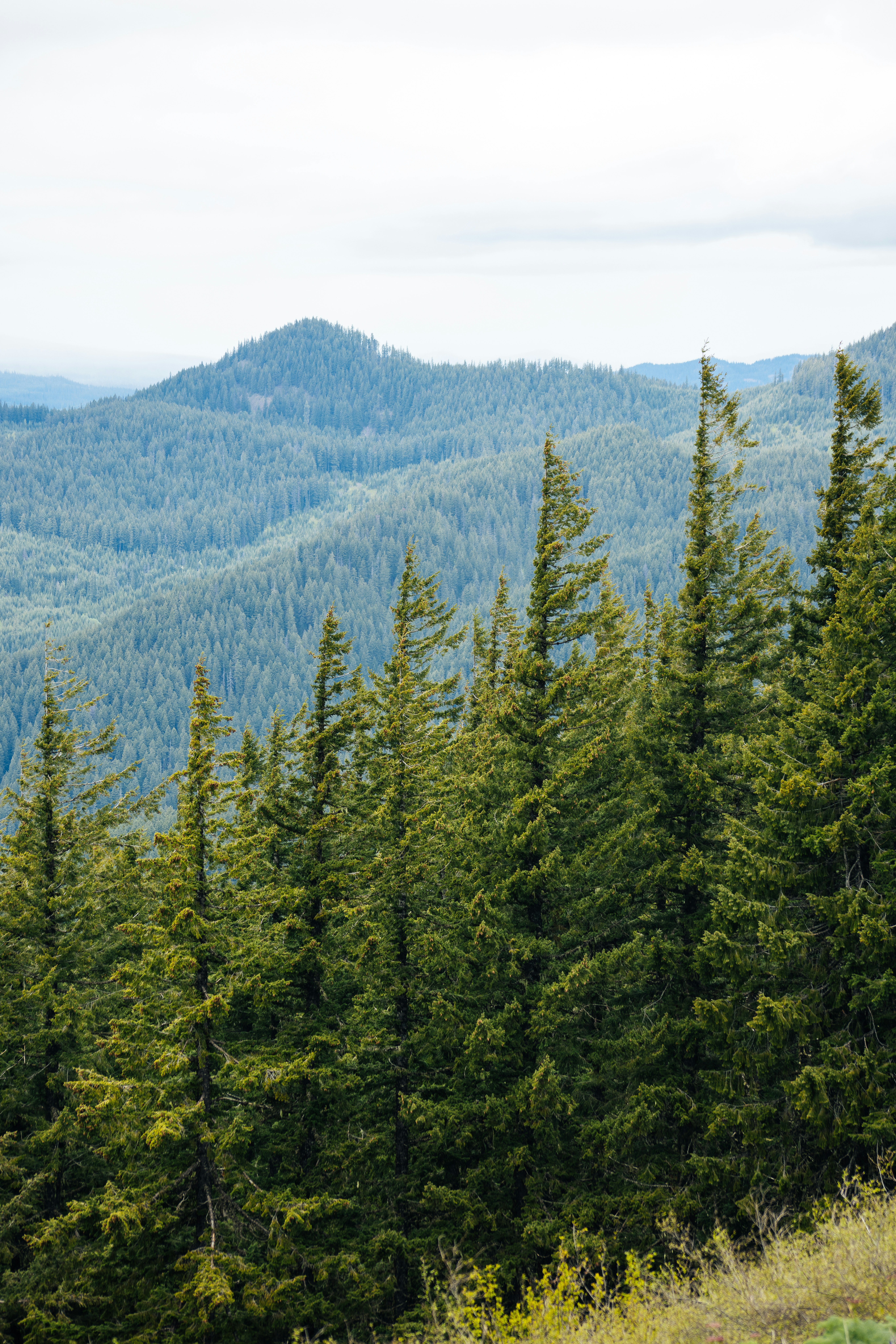 Les montagnes sont vues à travers une forêt de conifères. photo – Image ...