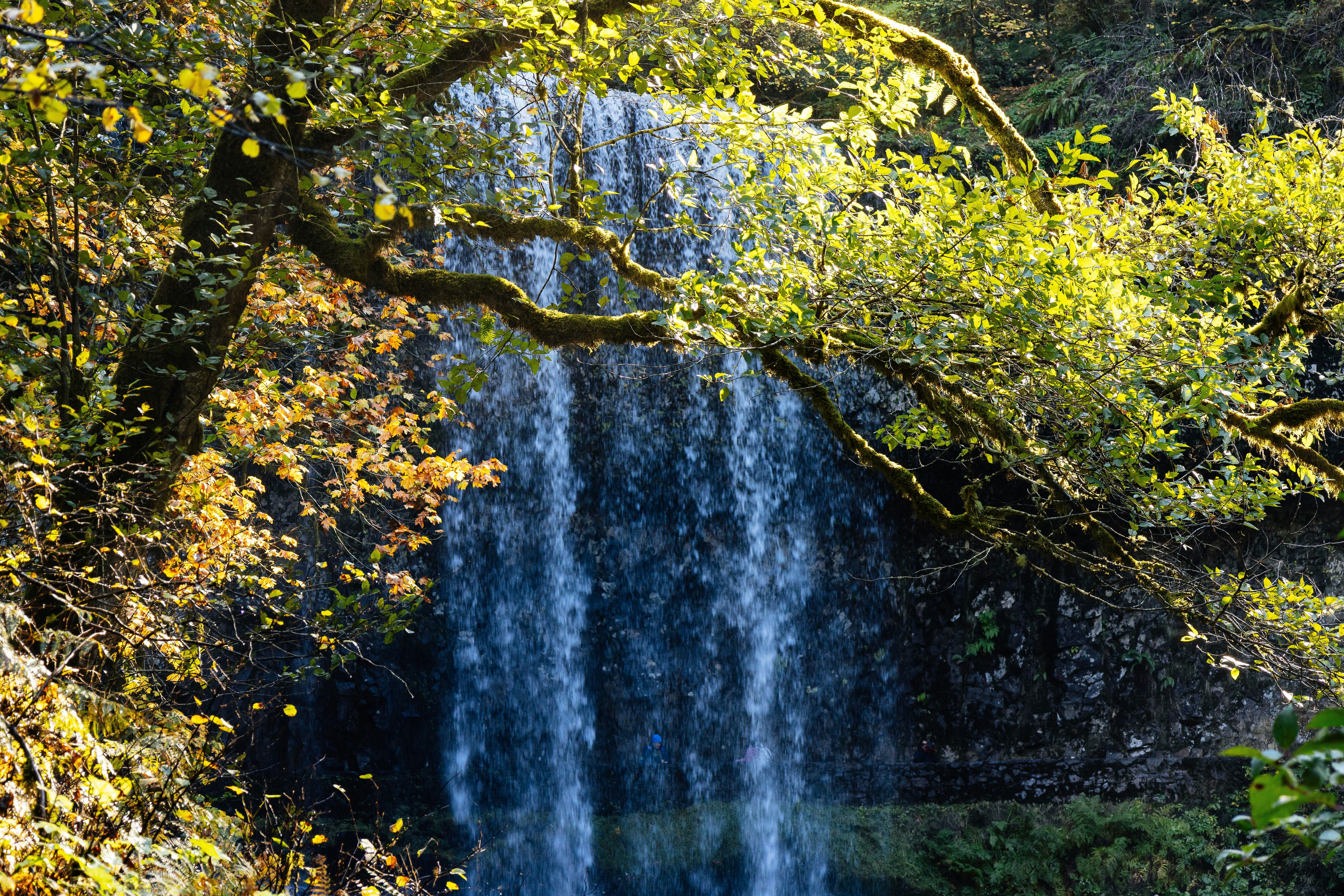 Whispering Cascade Through Autumn Foliage
