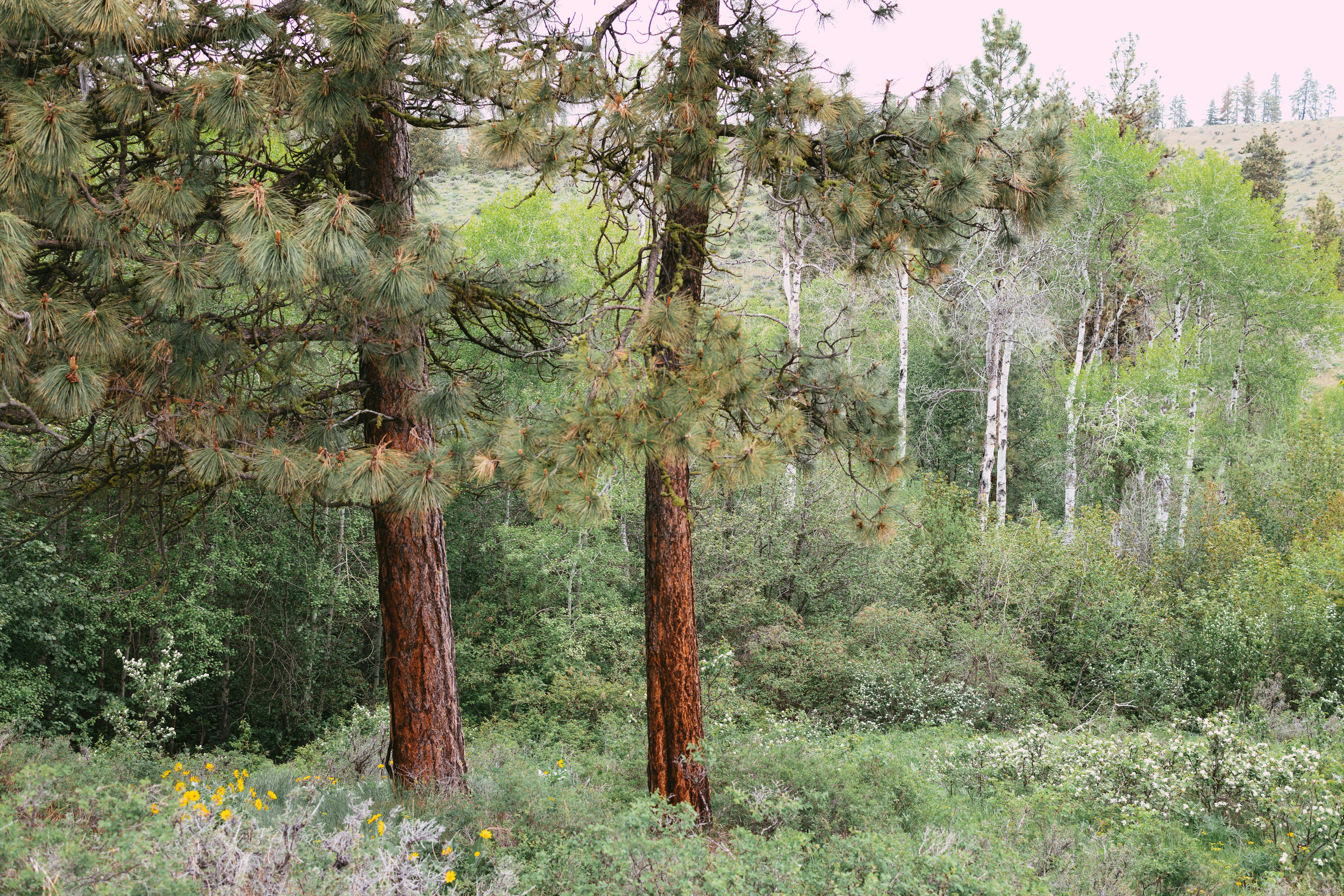 Whispering Pines of the Woodland Edge