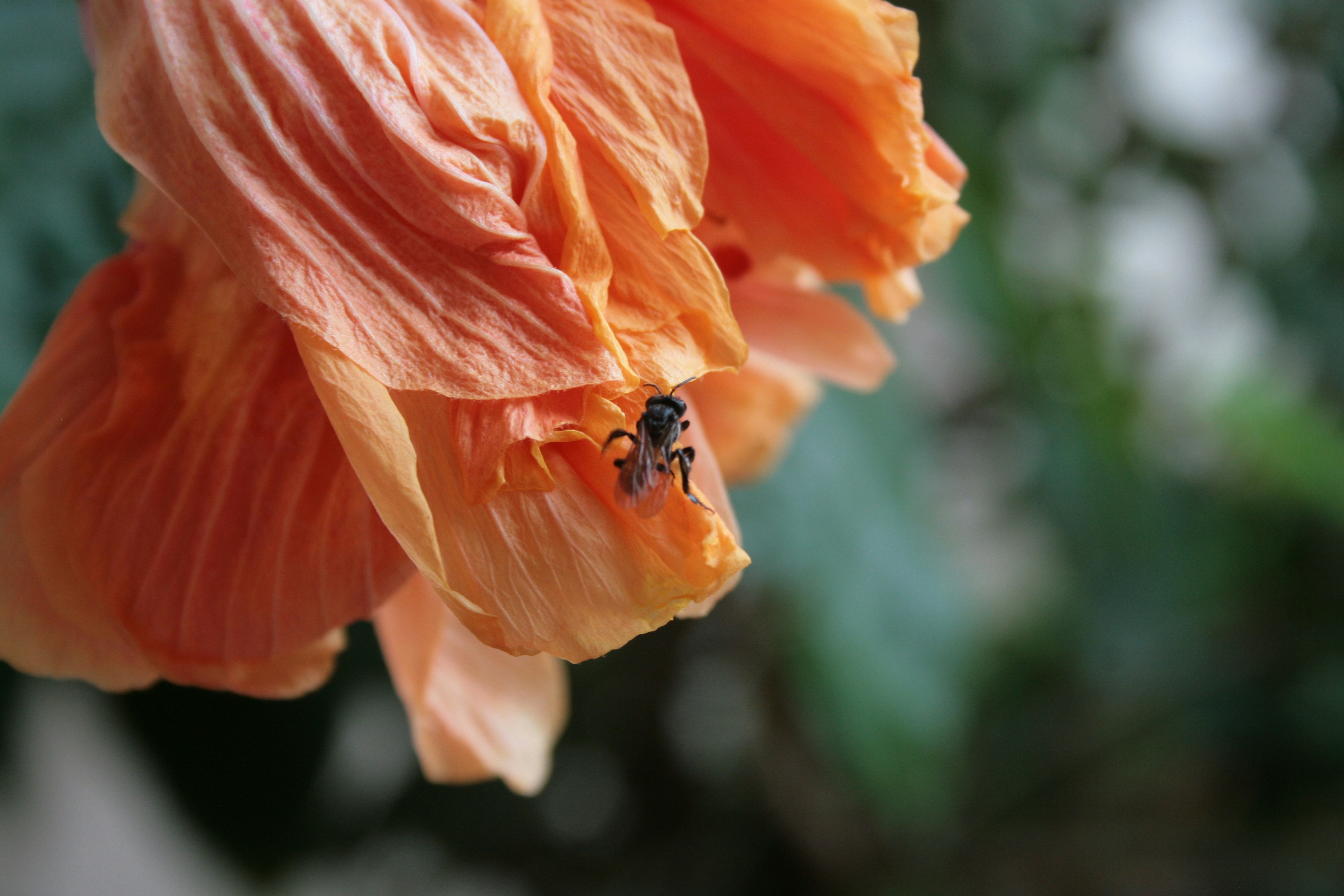 Wasp hovering near a vibrant orange carnation with blurred green foliage in the background.