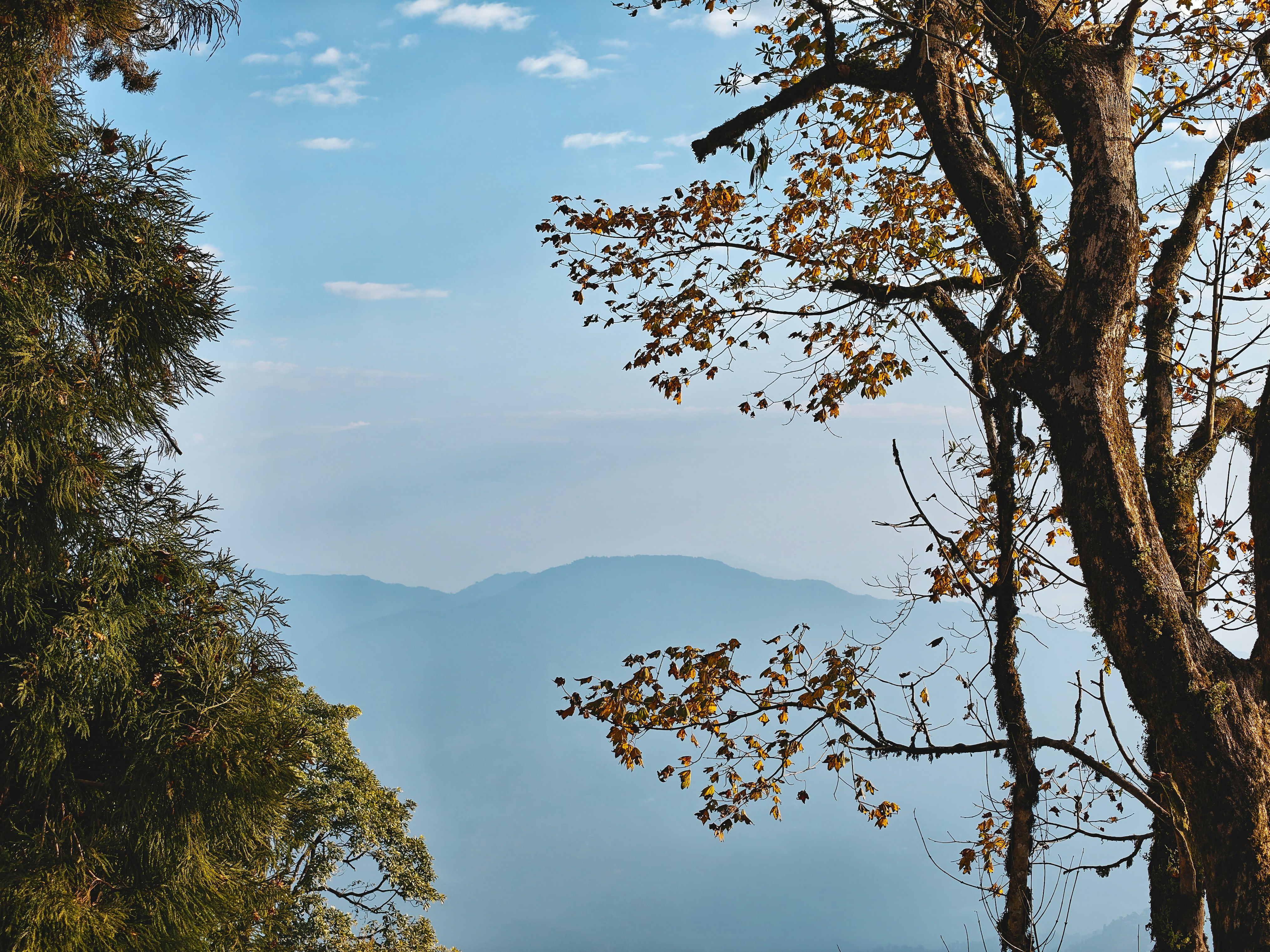 Distant mountains framed by vibrant autumn foliage under a clear blue sky.