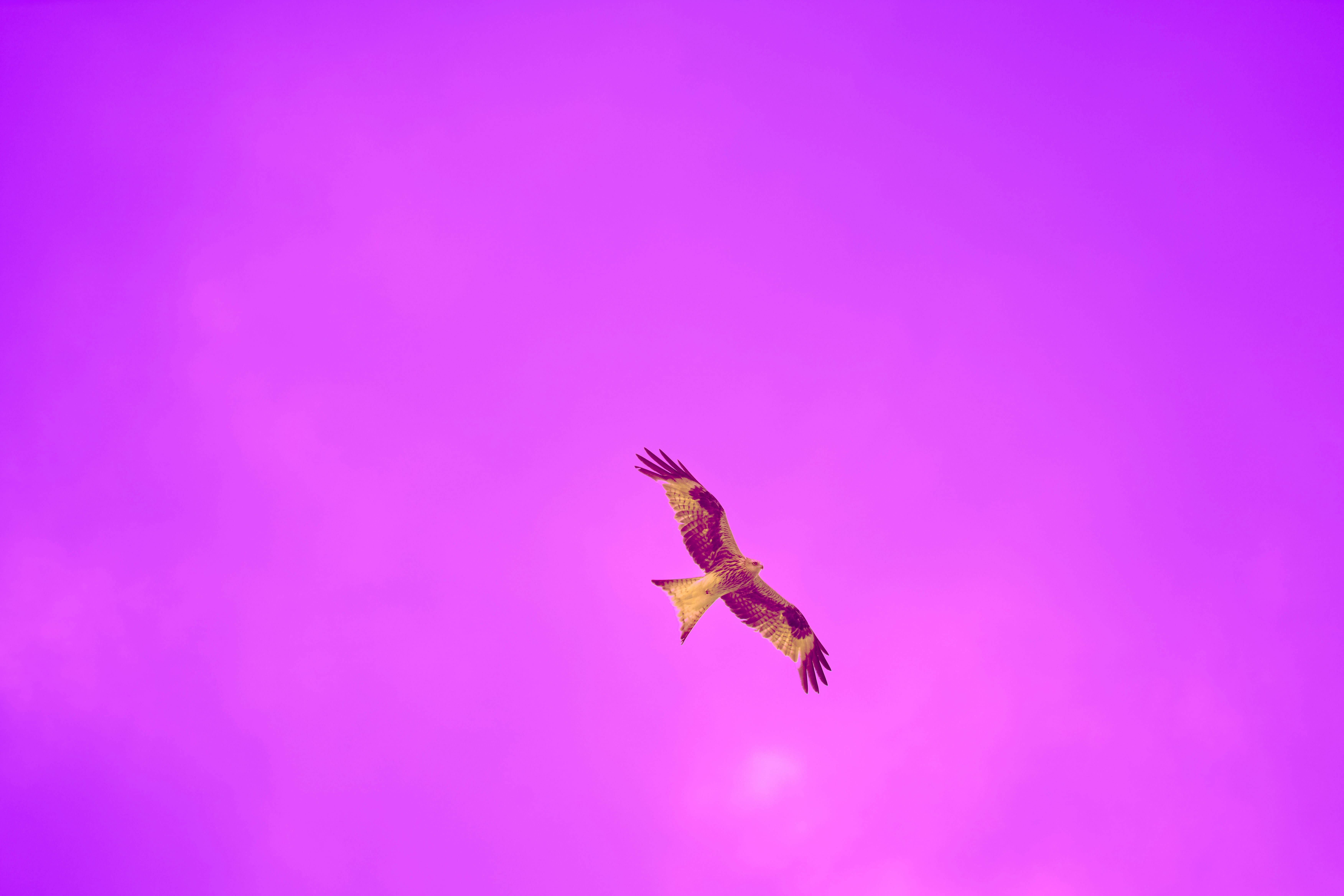 Photo by Wolfgang Hasselmann with Sony Alpha 7 IV