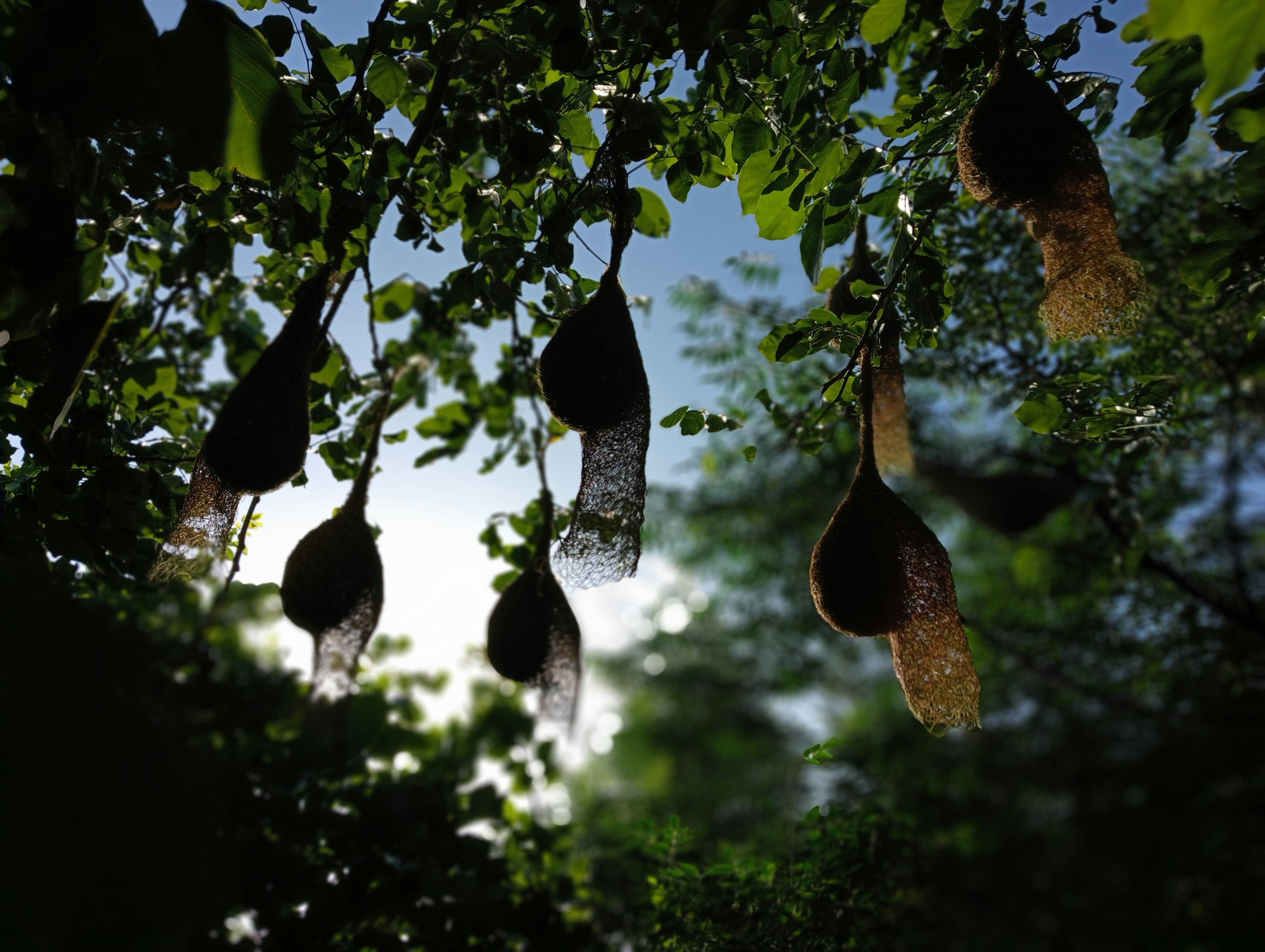 Bird nests hanging from tree branches, crafted from date palm straw, silhouetted against a bright sky.