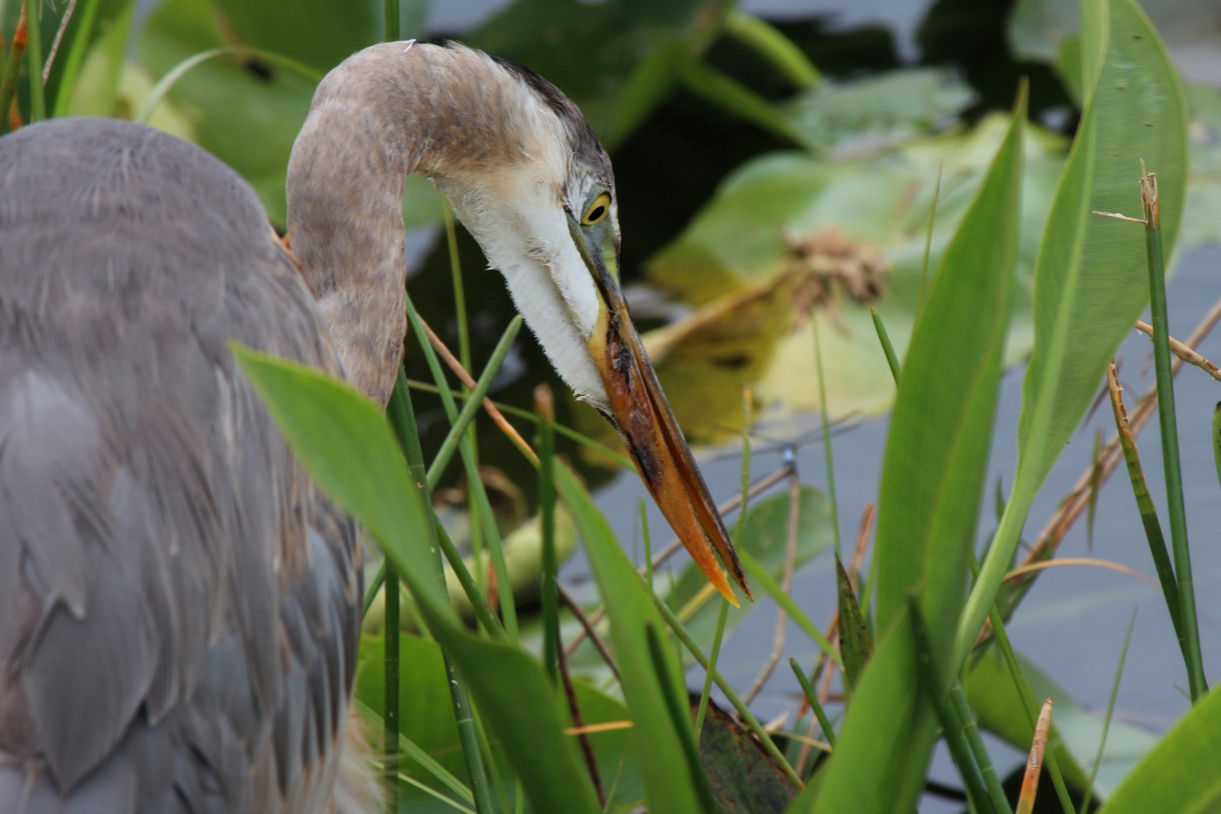 Beak and Reeds: A Grey Heron at the Marsh's Edge