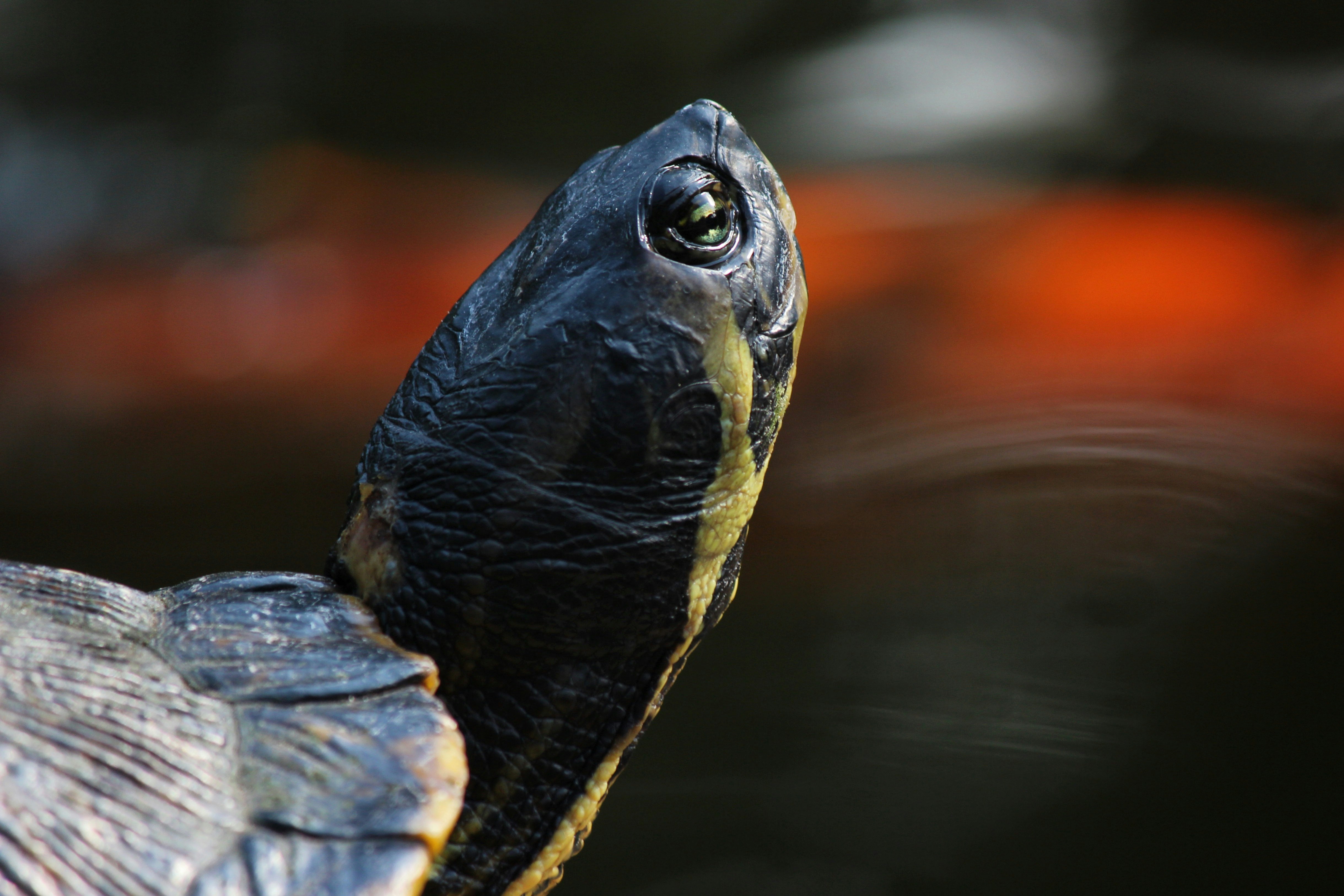Serene Turtle in Vibrant Waters