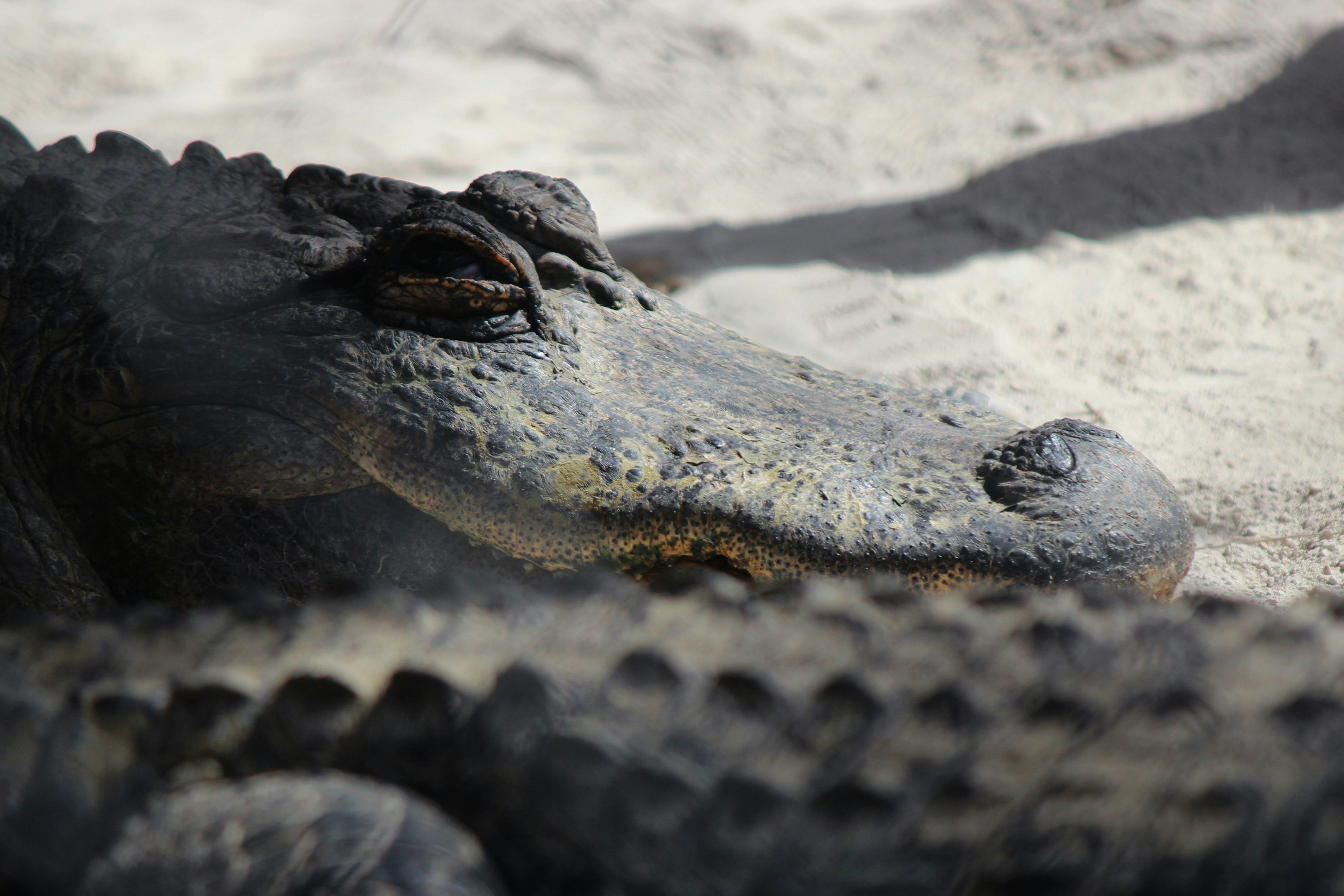 Sandbound Gaze: Close-Up of a Crocodile's Weathered Face