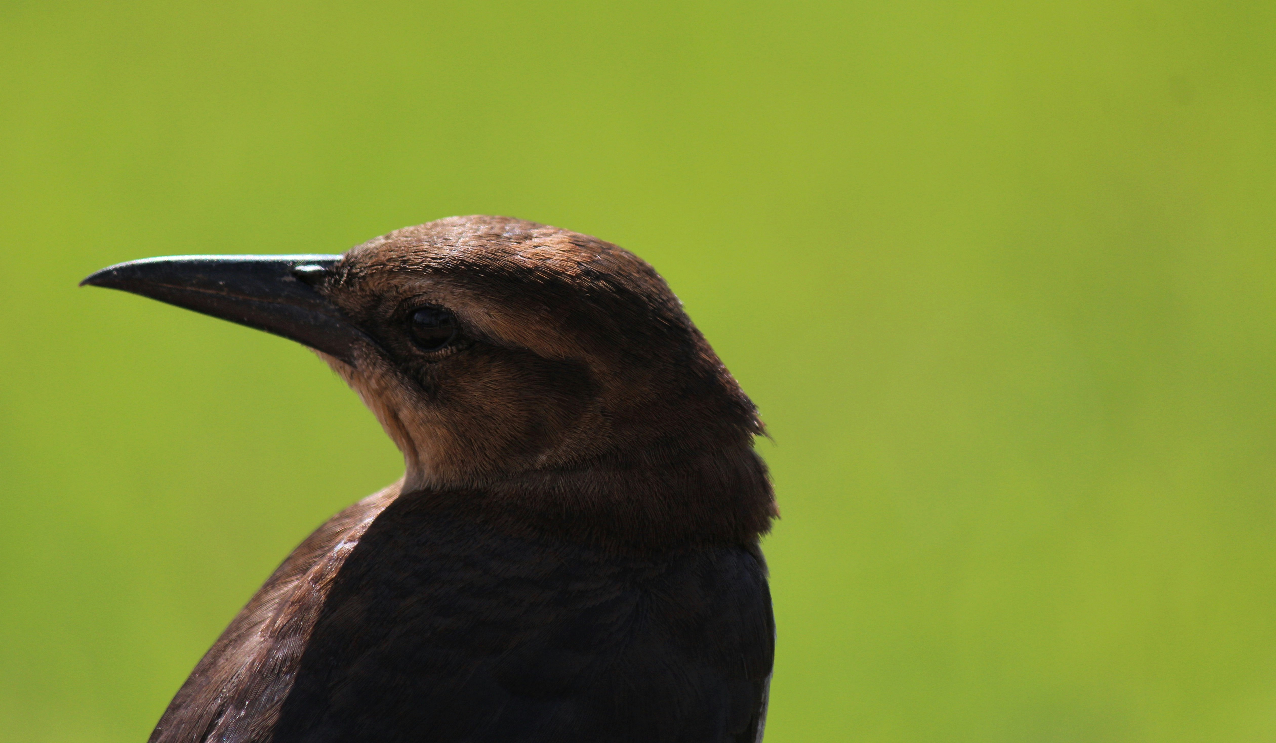 Profile in Rust and Green: a lone brown-headed bird against emerald blur