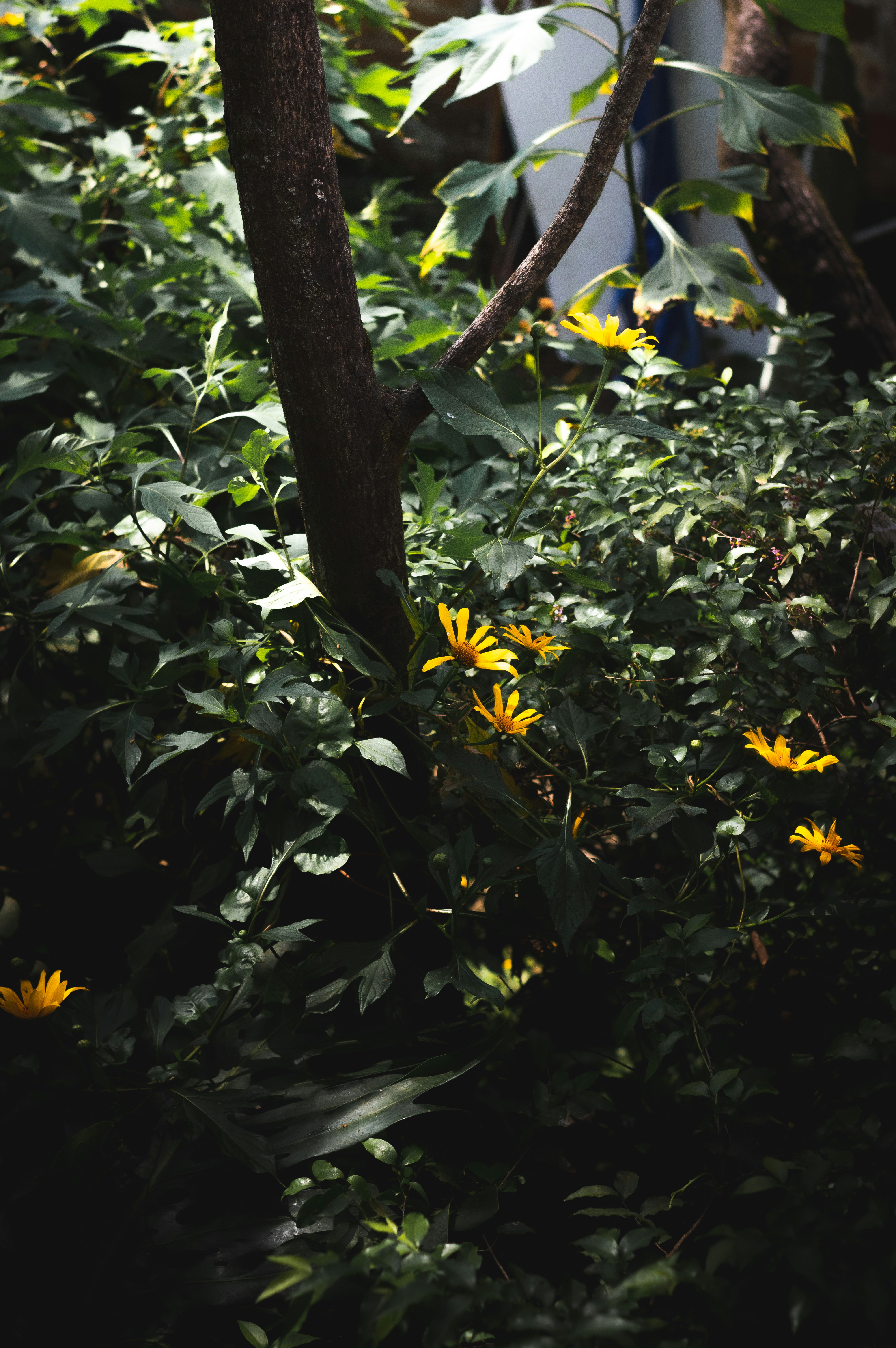 Sun-warmed Yellow Daisies Reaching Through Shadowed Foliage
