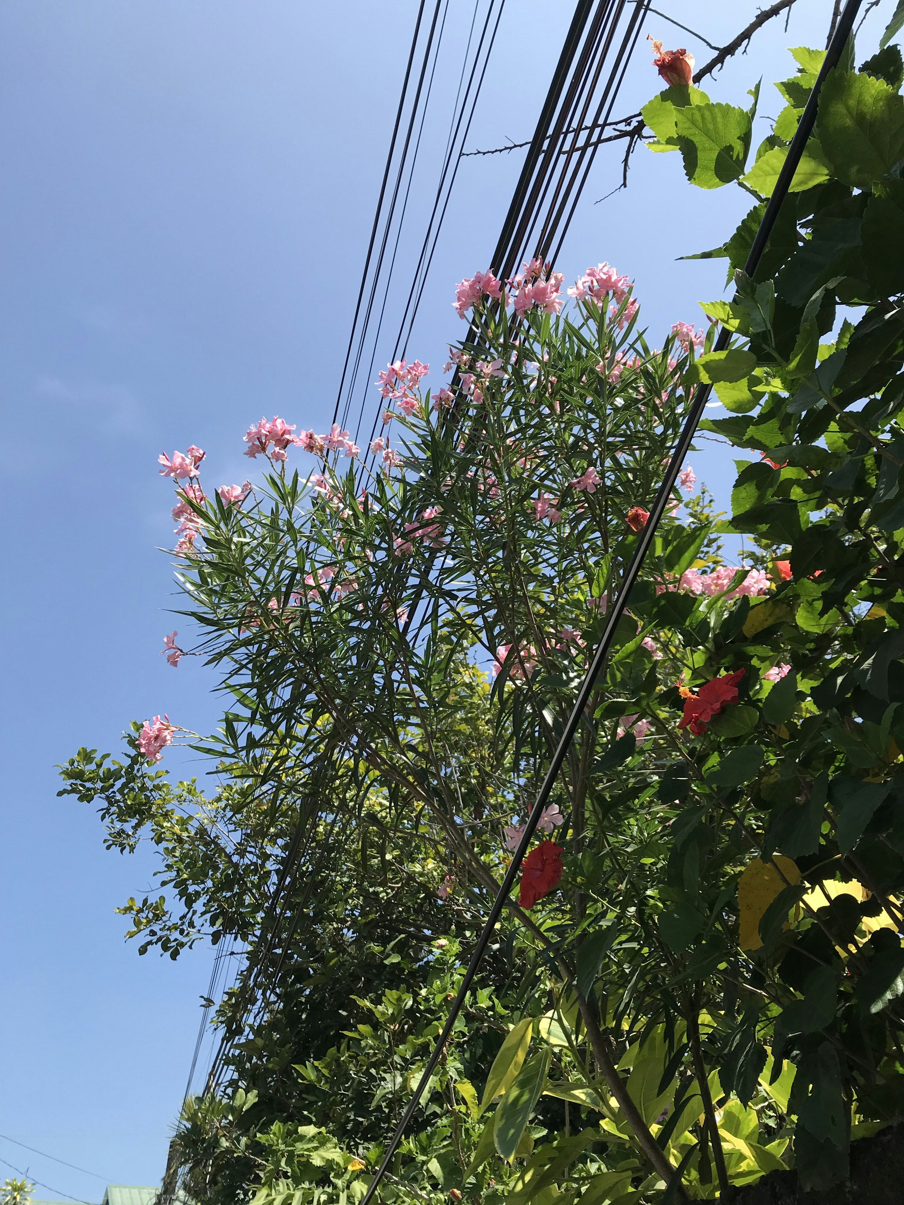 Pink-flowered shrub against clear blue sky with power lines
