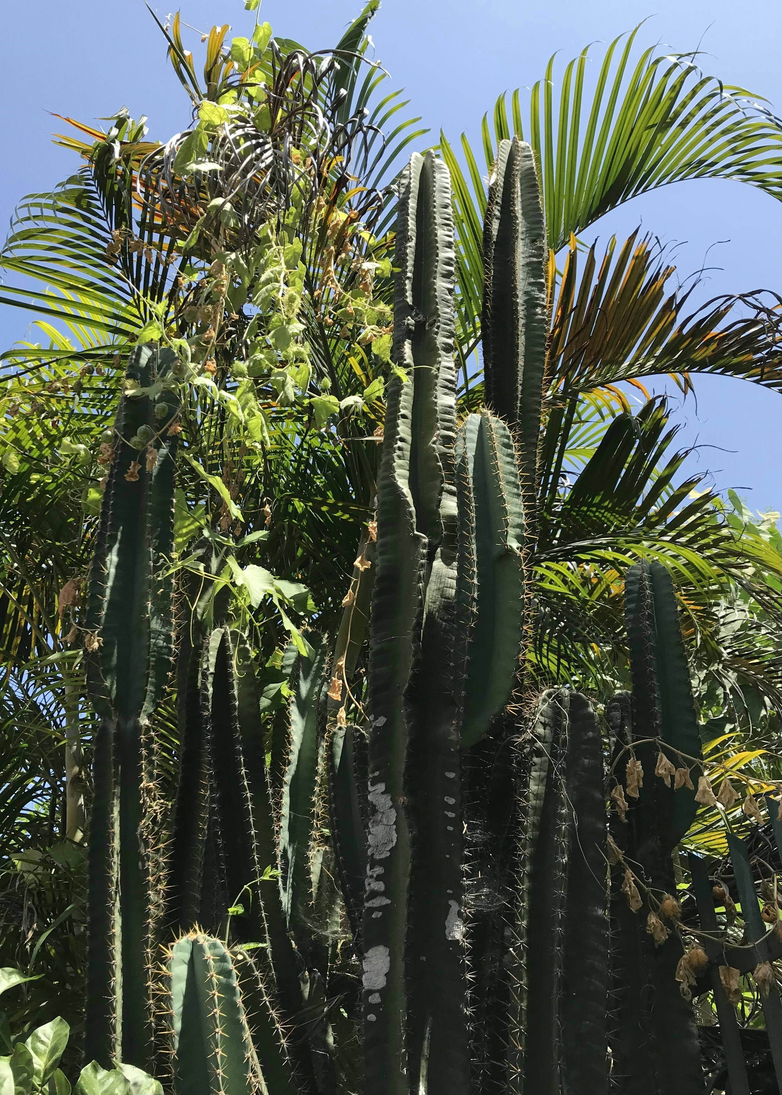 Sunlit Spine: A Dense Stand of Cacti Reaching the Sky