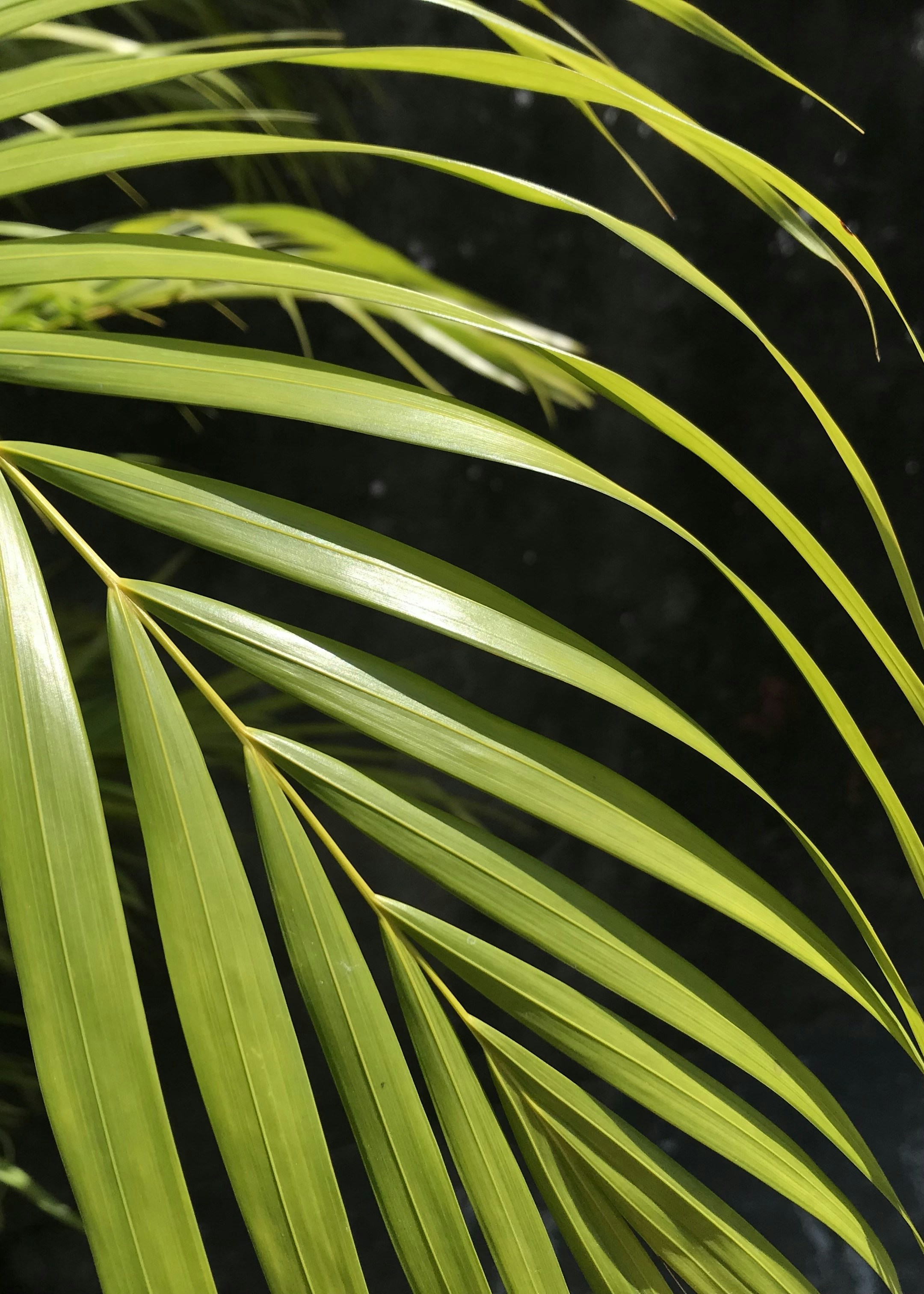 Photo by Lhar Capili with Apple iPhone 7