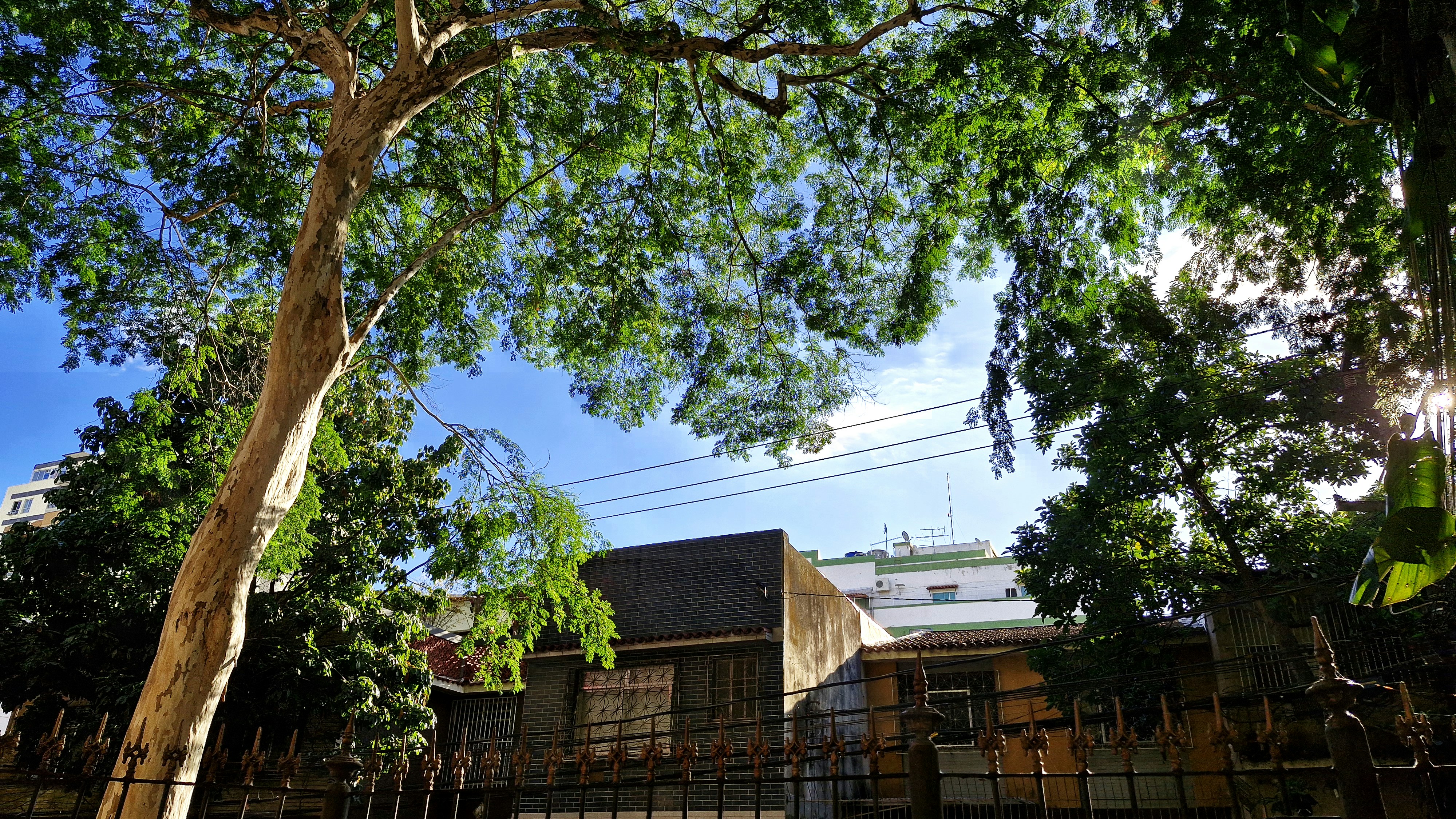 Sunlight filters through lush tree branches above a city building facade against a clear blue sky.