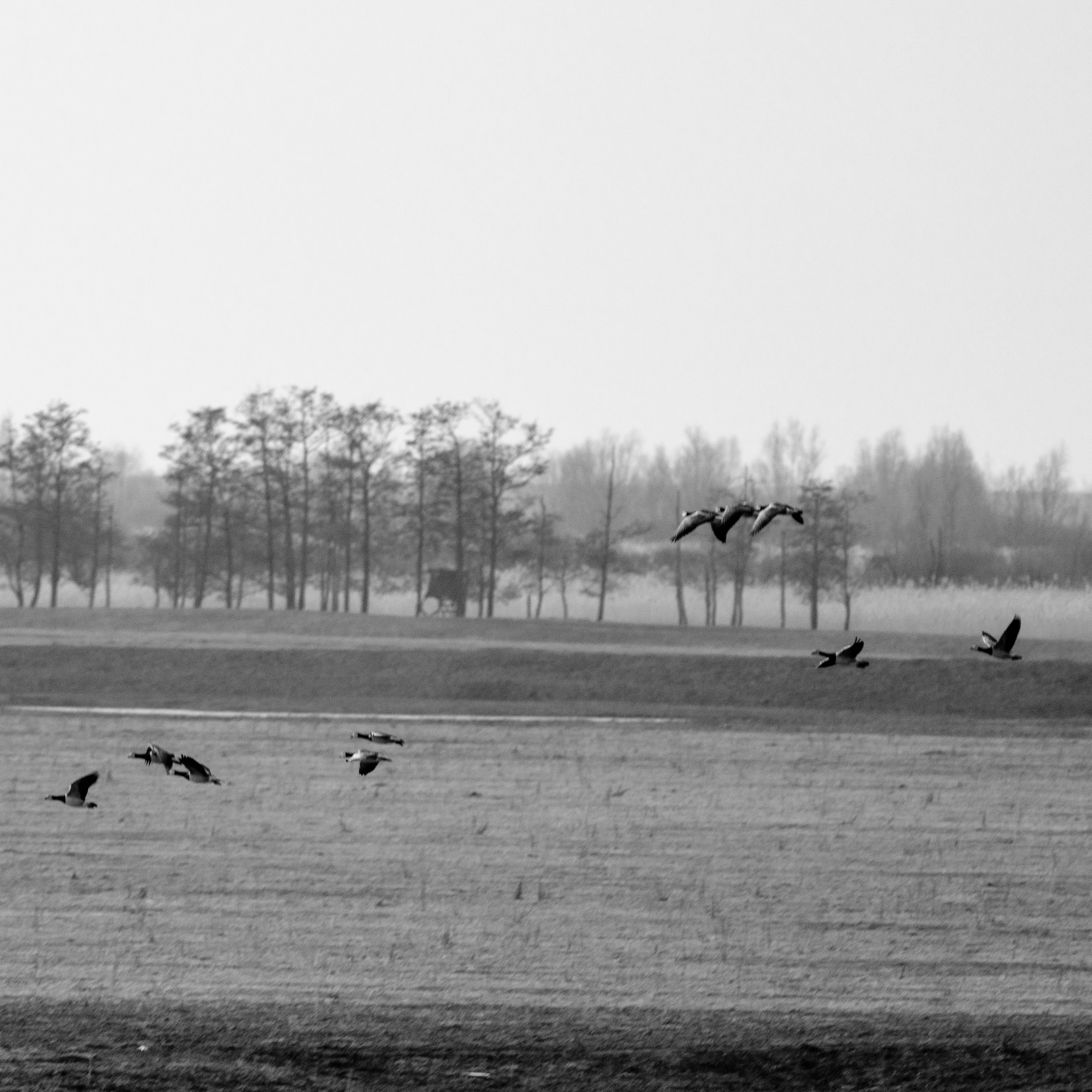Wingbeat at the Edge of a Winter Plain