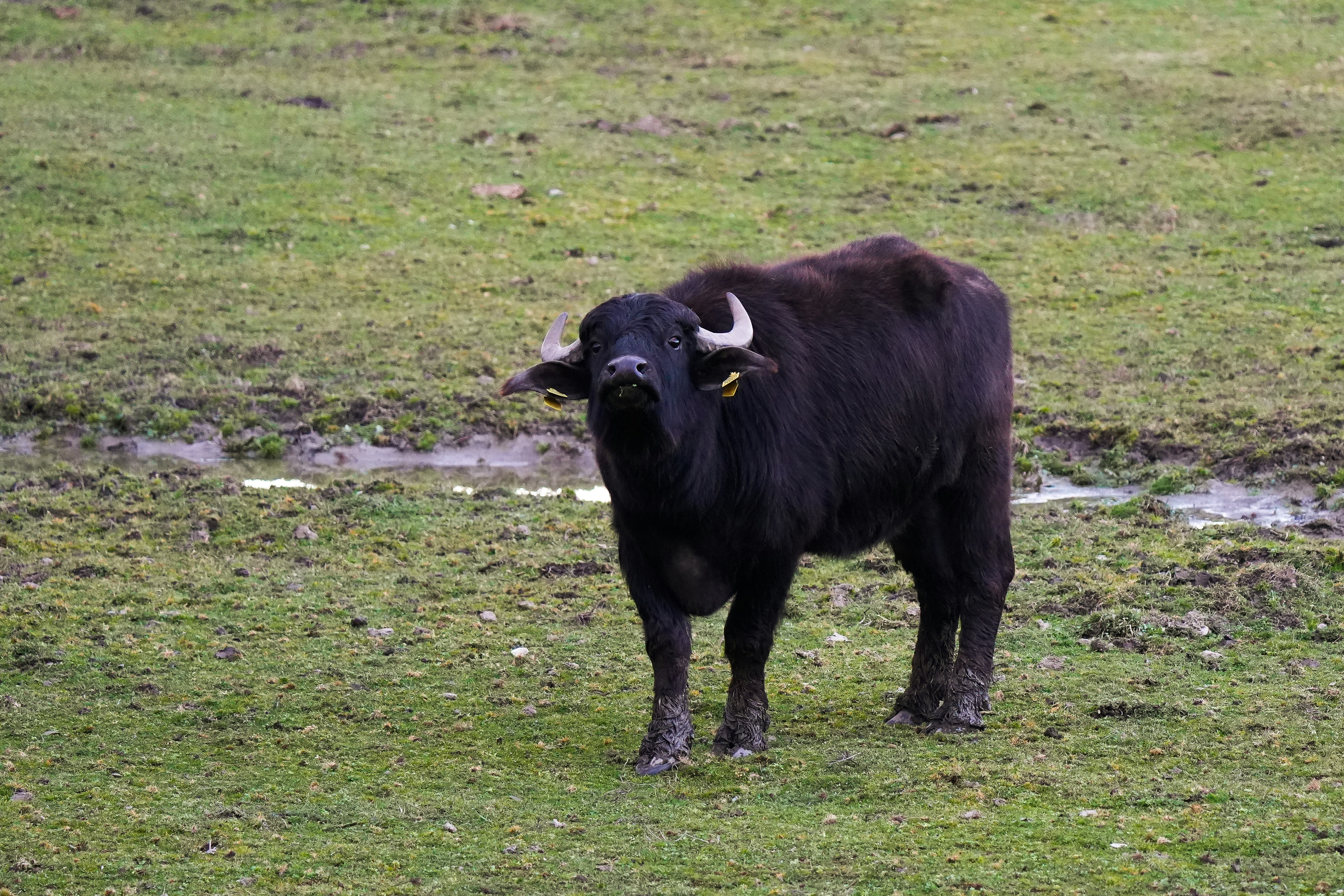 Buffalo standing on a grassy field with patches of mud.