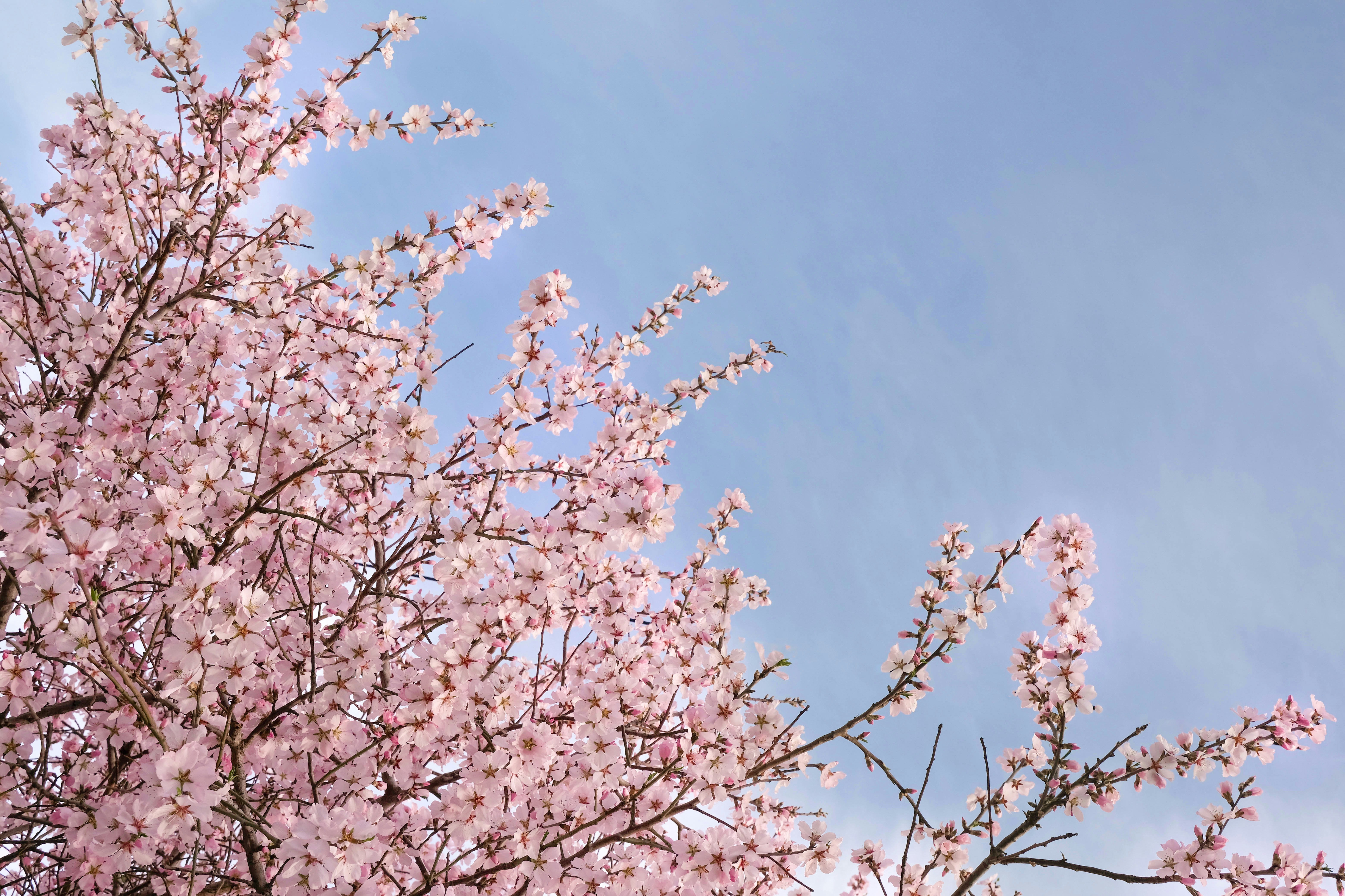 Cherry blossoms flourish beneath a vivid blue sky.