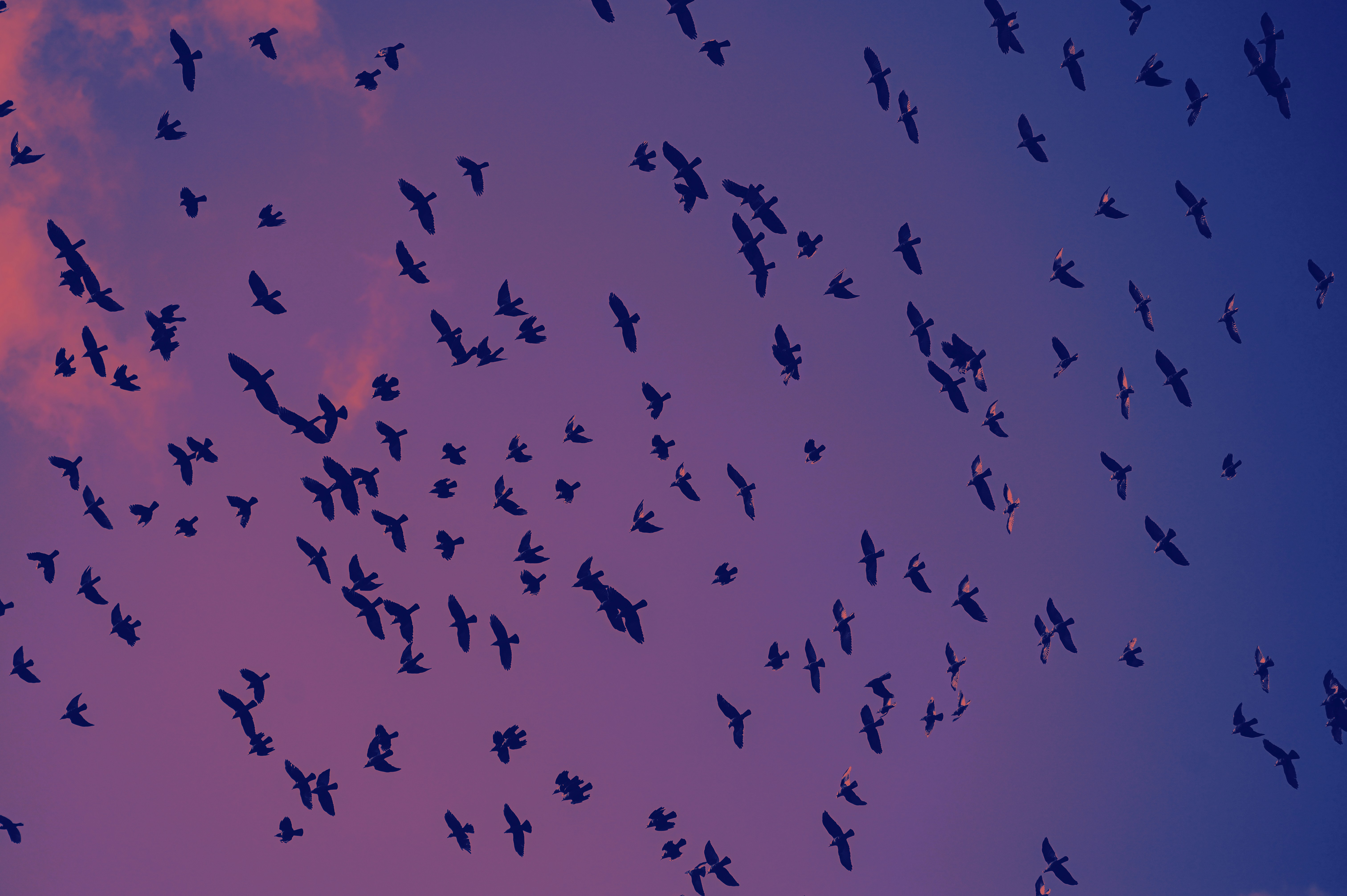 Gradient Sky Flight: Migrating Birds Across a Dusk-Purple Canvas