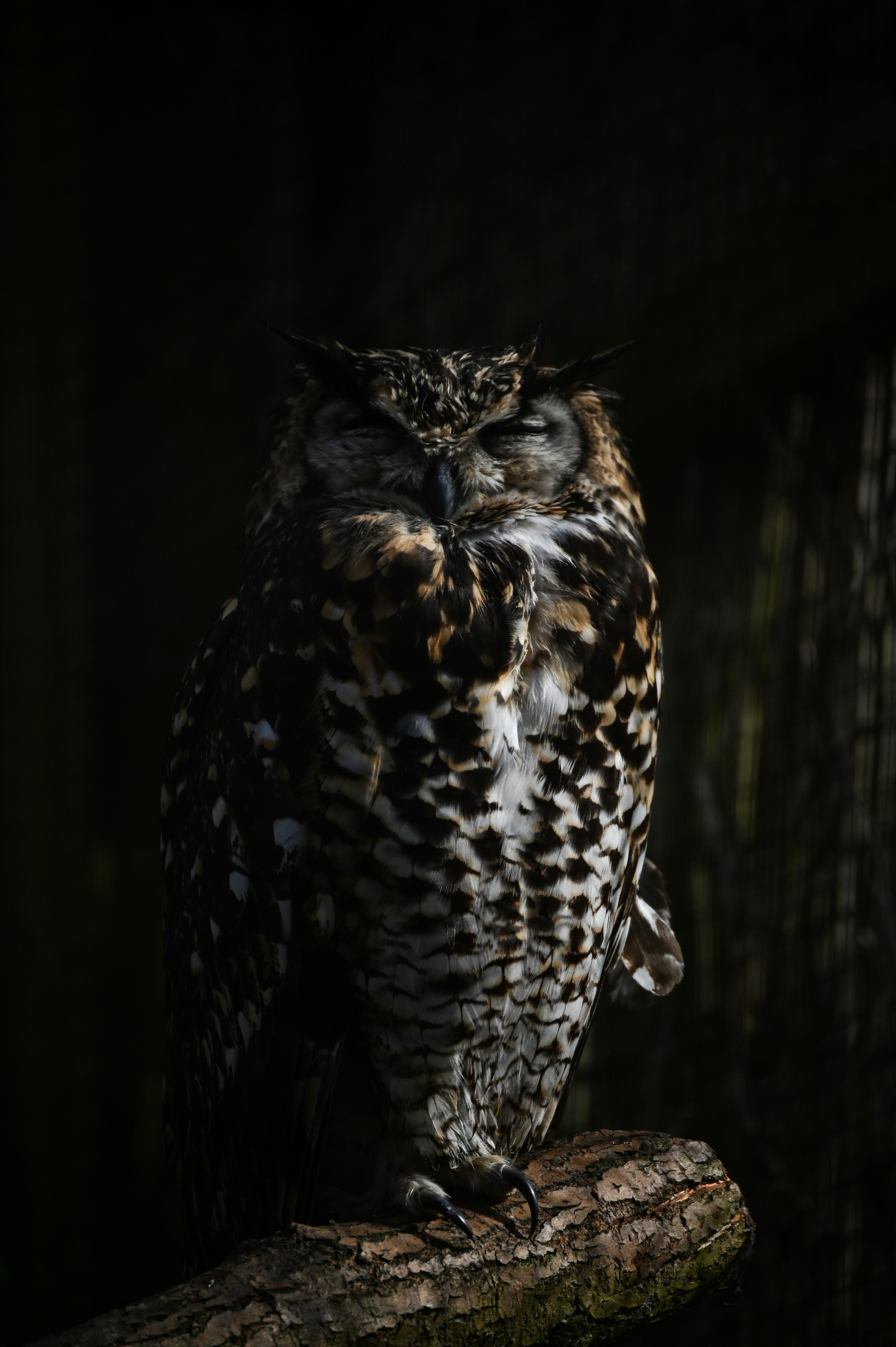 Cape eagle owl perched on a branch, cloaked in dim light with intricate plumage patterns.