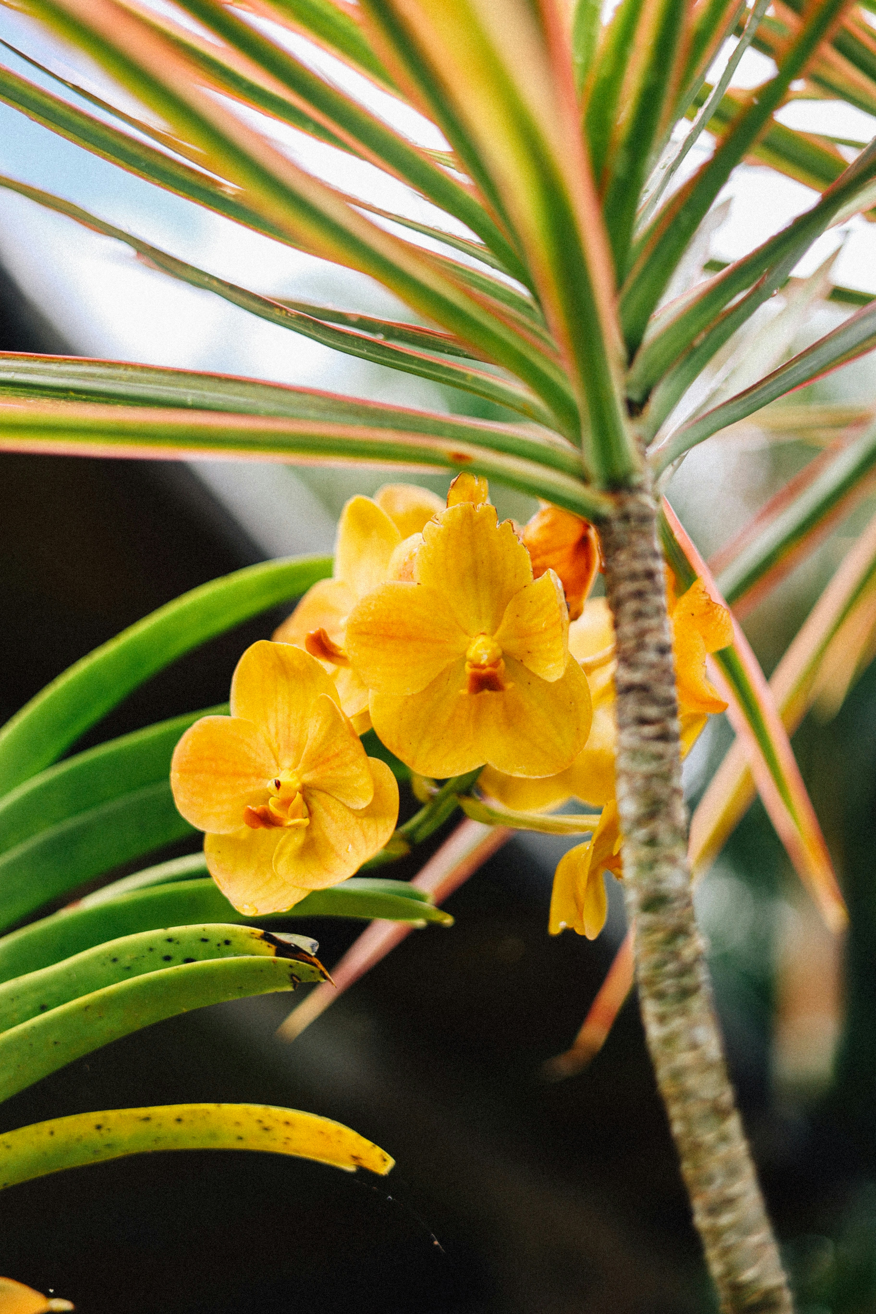 Sunlit Blossoms Amidst Tropical Greenery