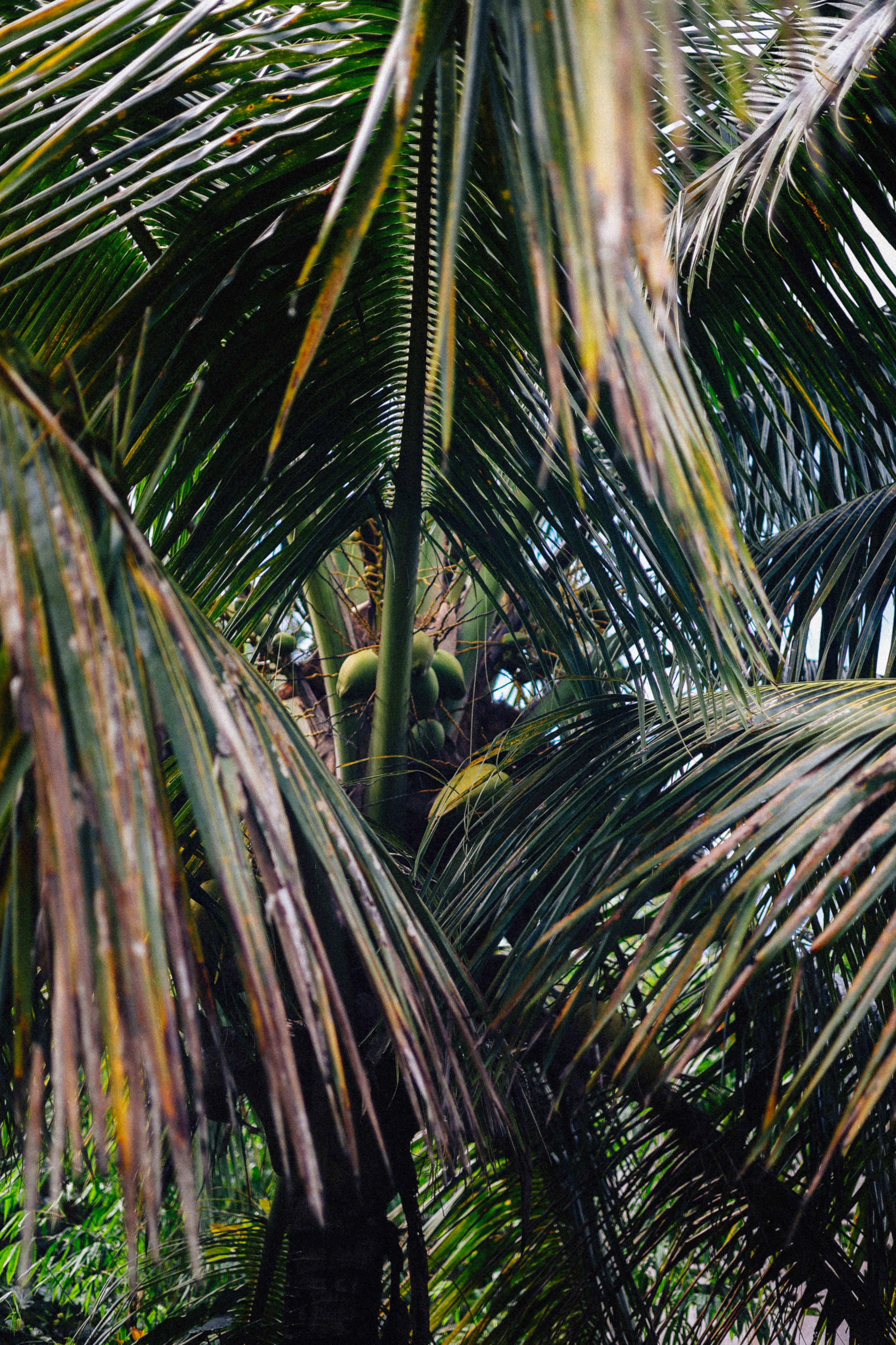coconut palm tree