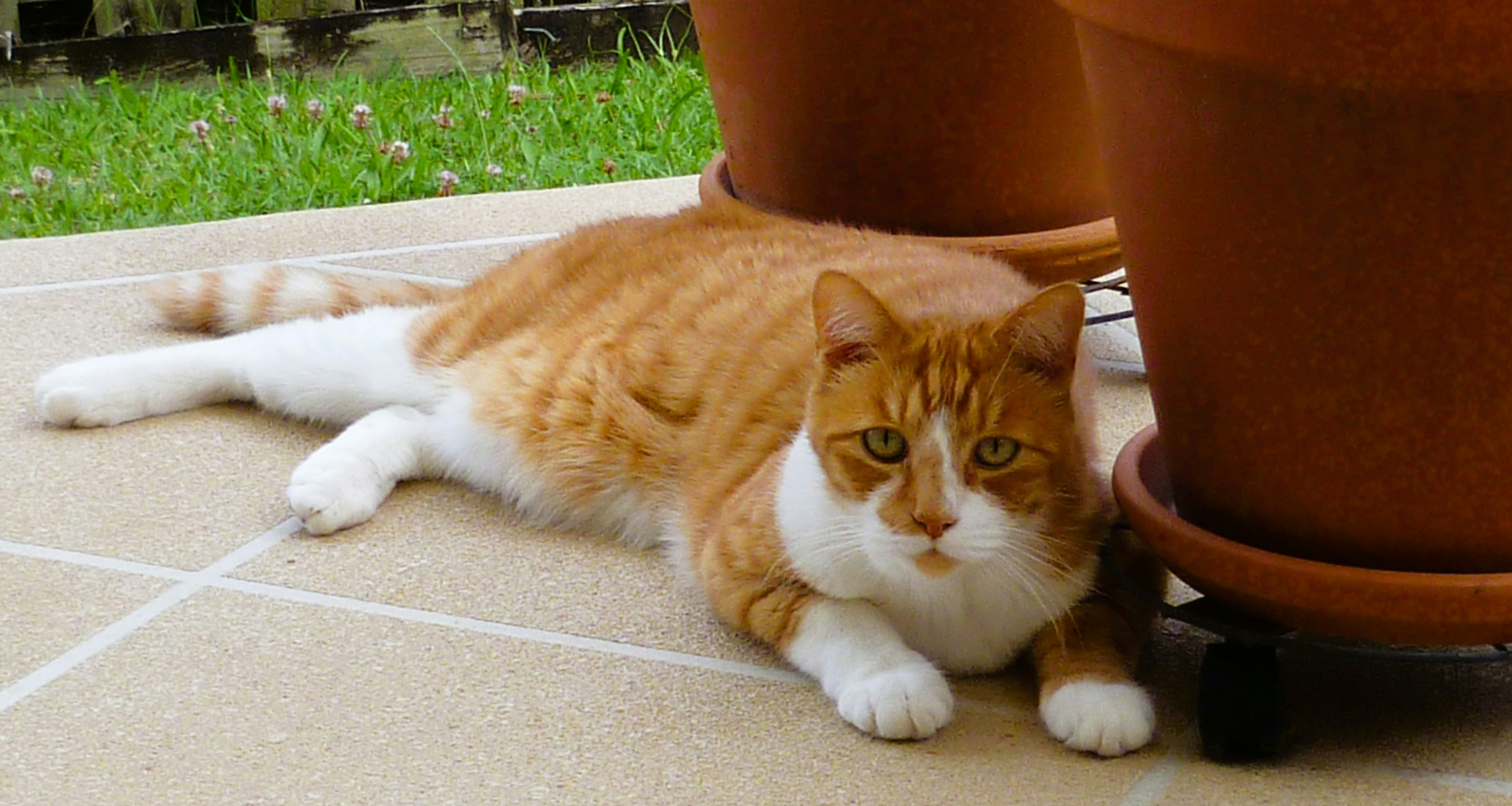 Orange and white cat lounging beside terracotta pots on a patio.
