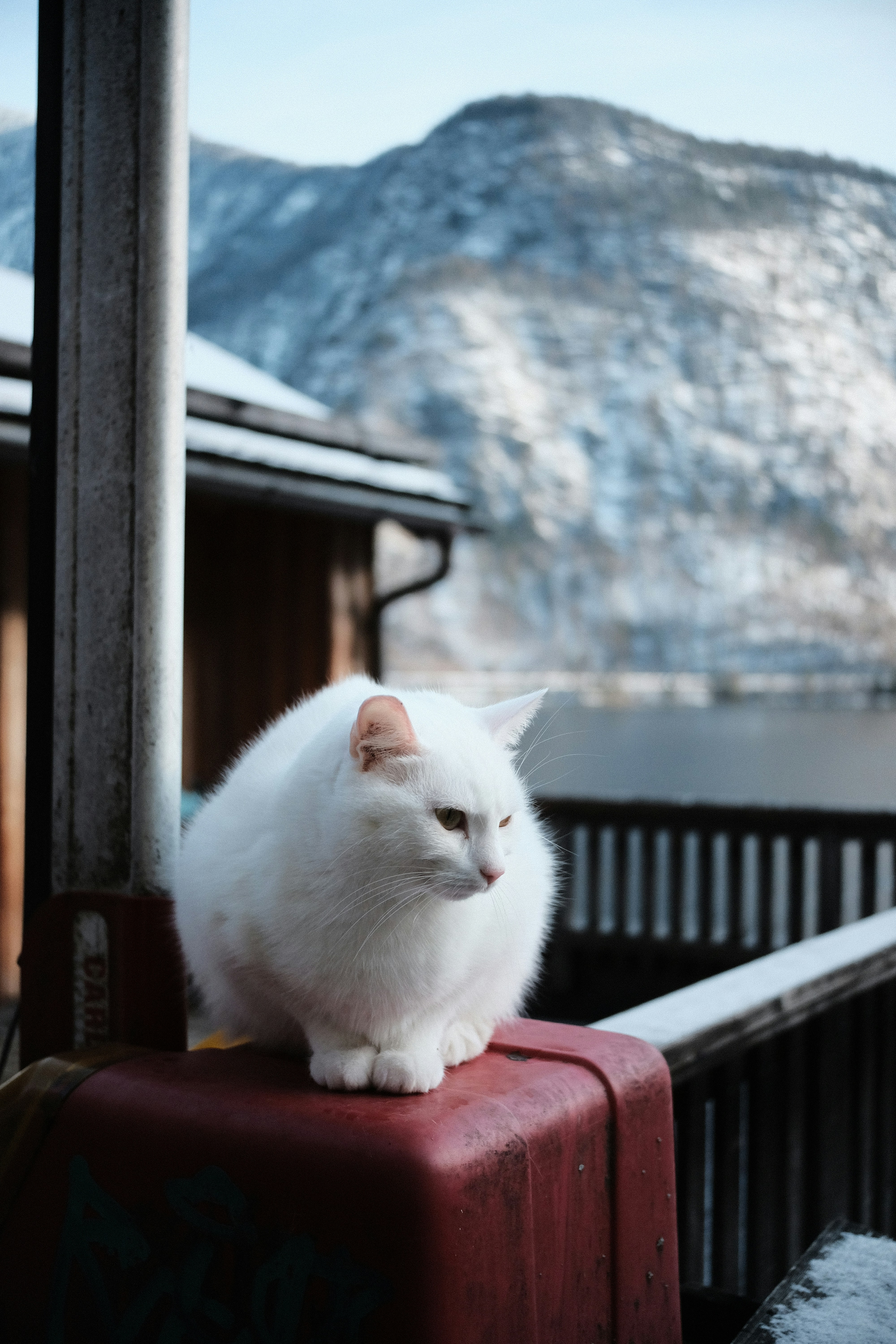 White Cat on a Red Ledge Amid Quiet Mountain Scenery