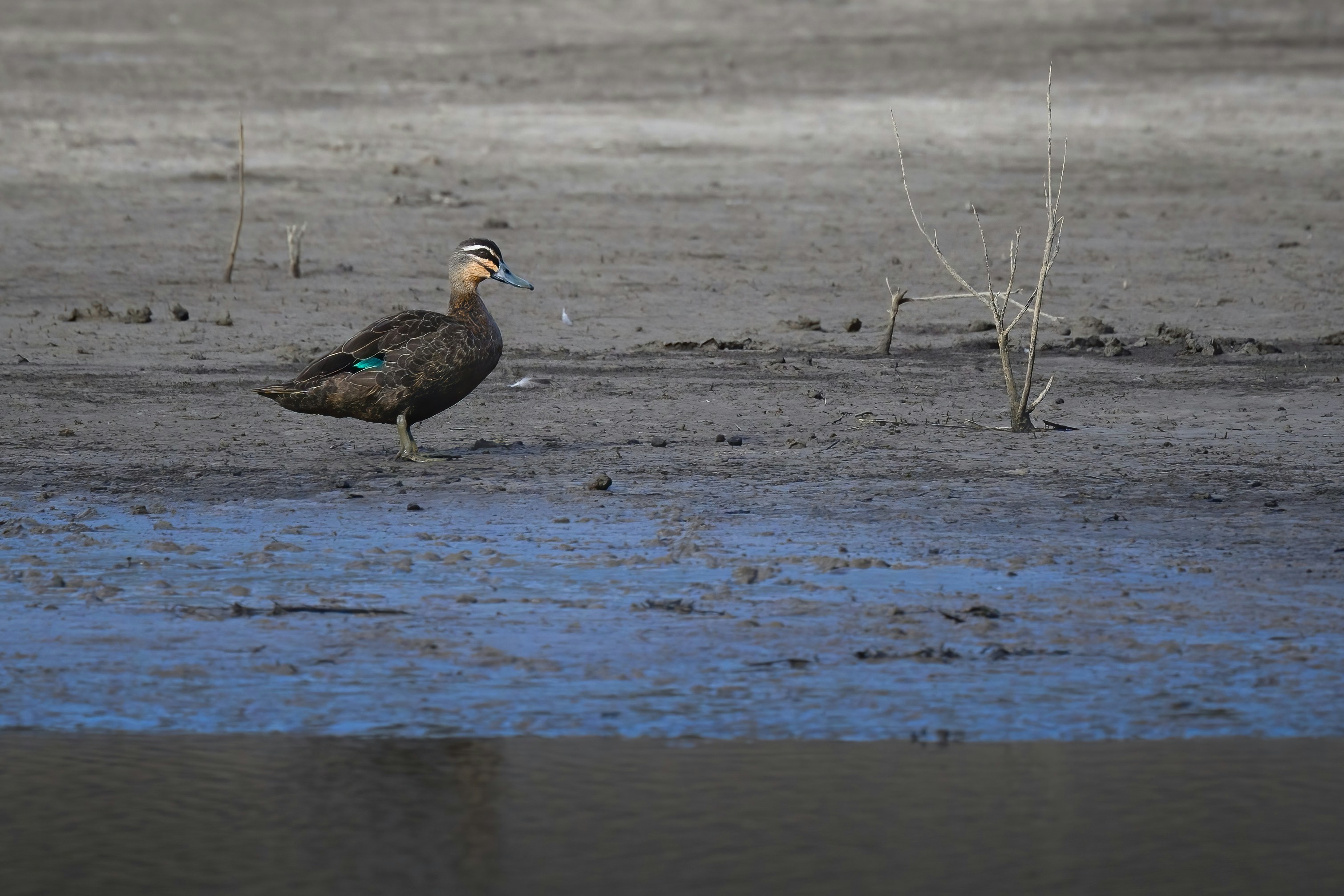 Pacific black duck standing on a muddy shoreline with sparse vegetation.