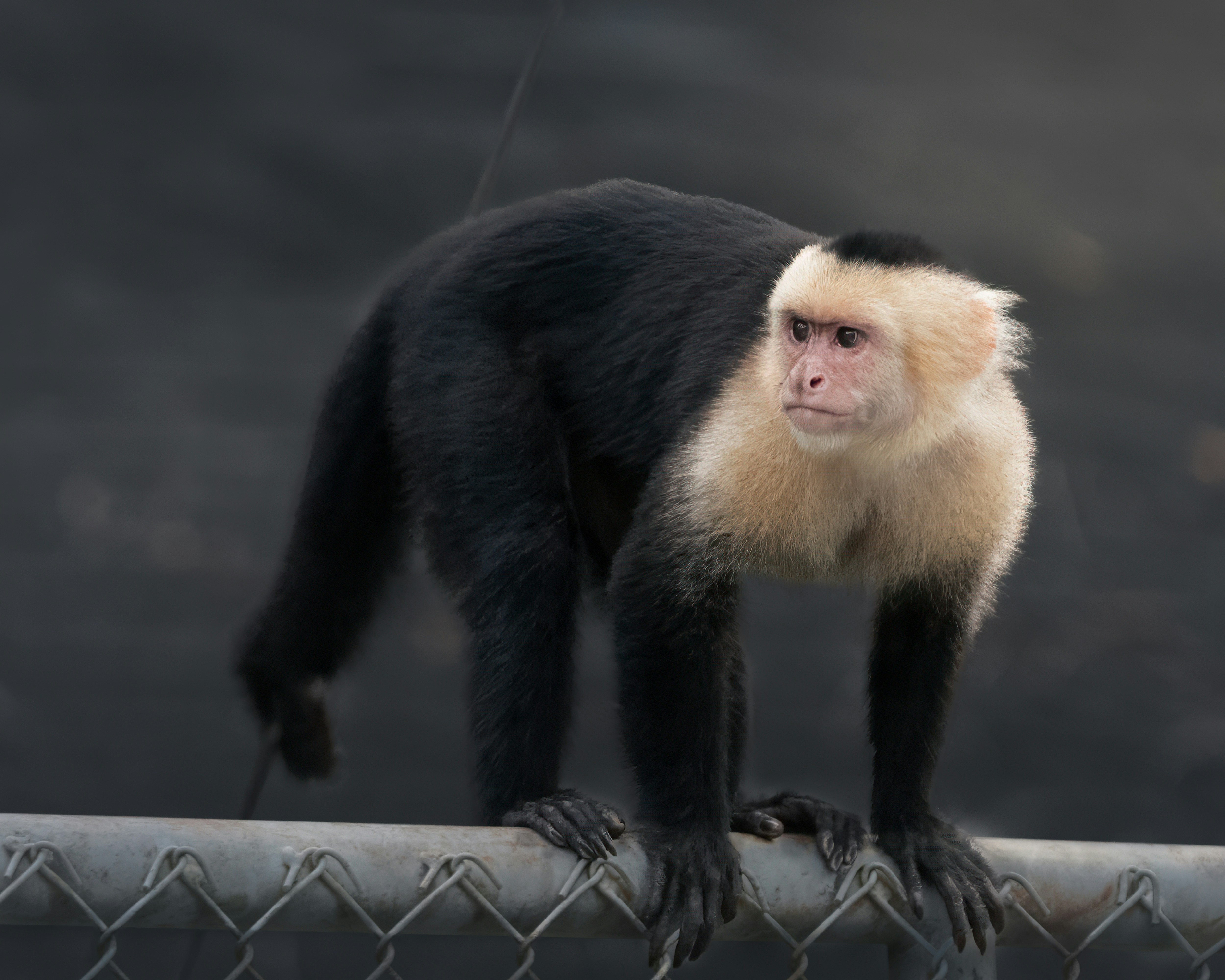 Perched Watcher: White-Faced Capuchin on a Chain-Link Fence