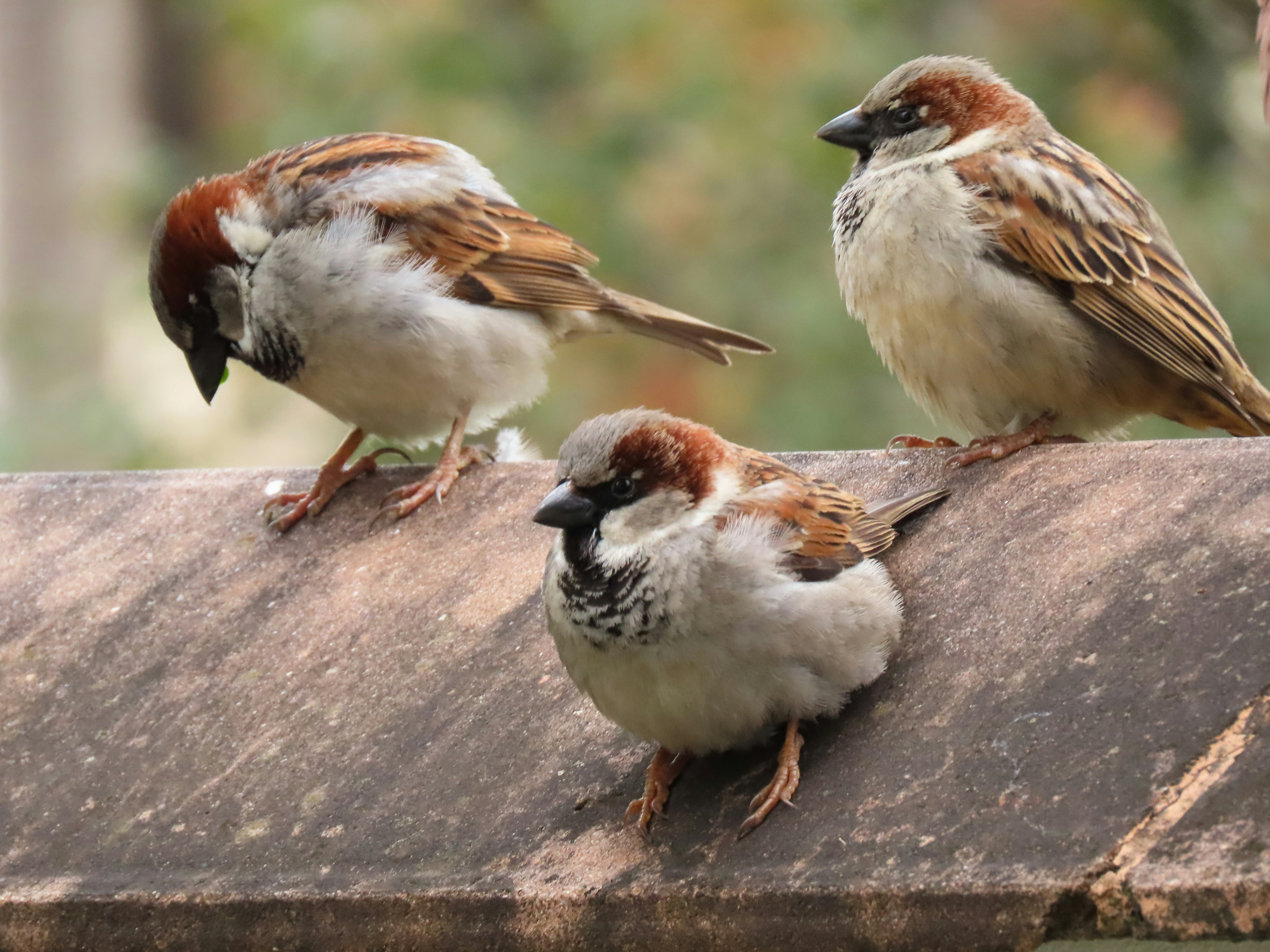 Three brown and white sparrows perched on a stone ledge.