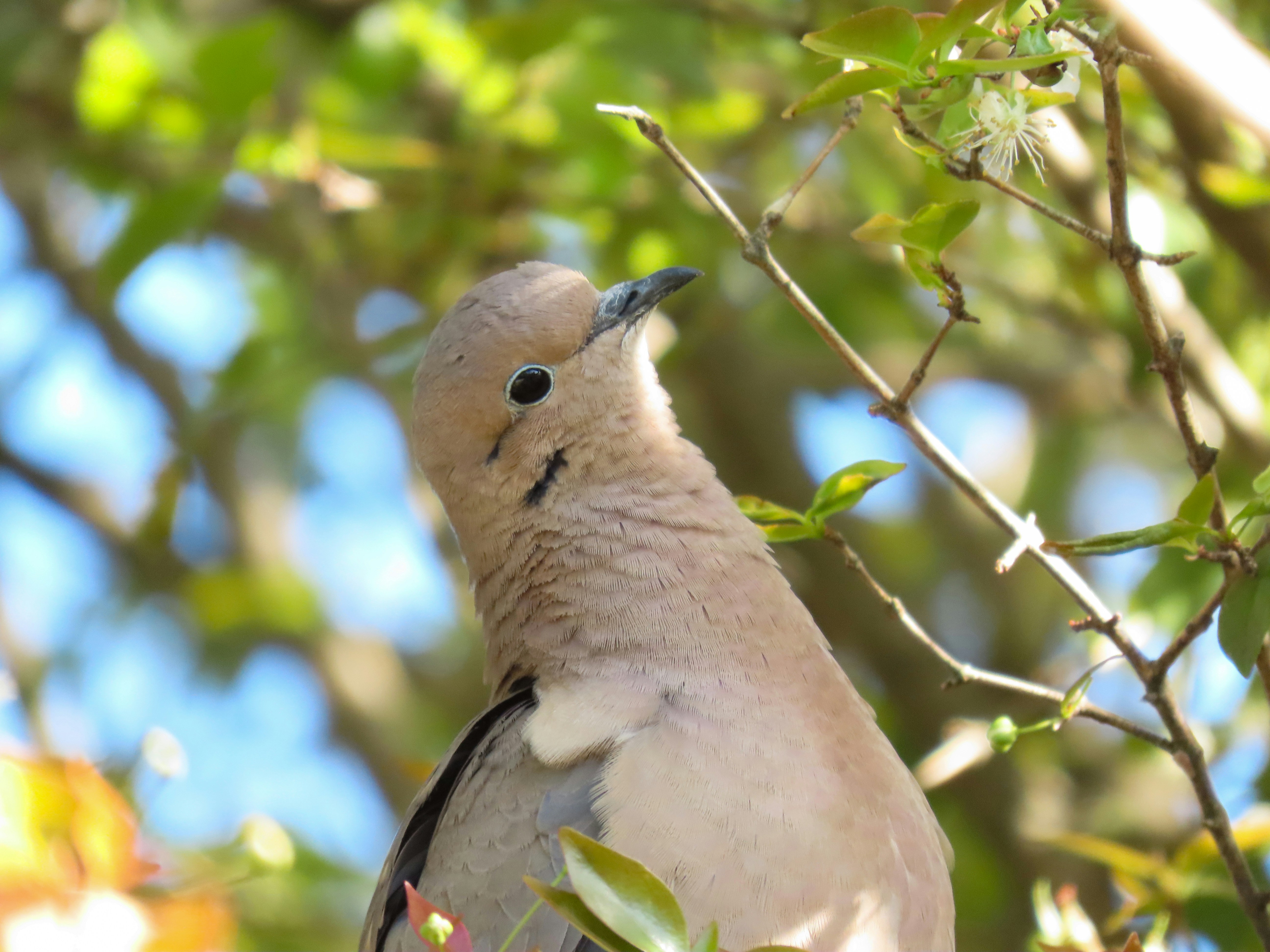 Eared dove gazing upward amidst vibrant green foliage and delicate branches.