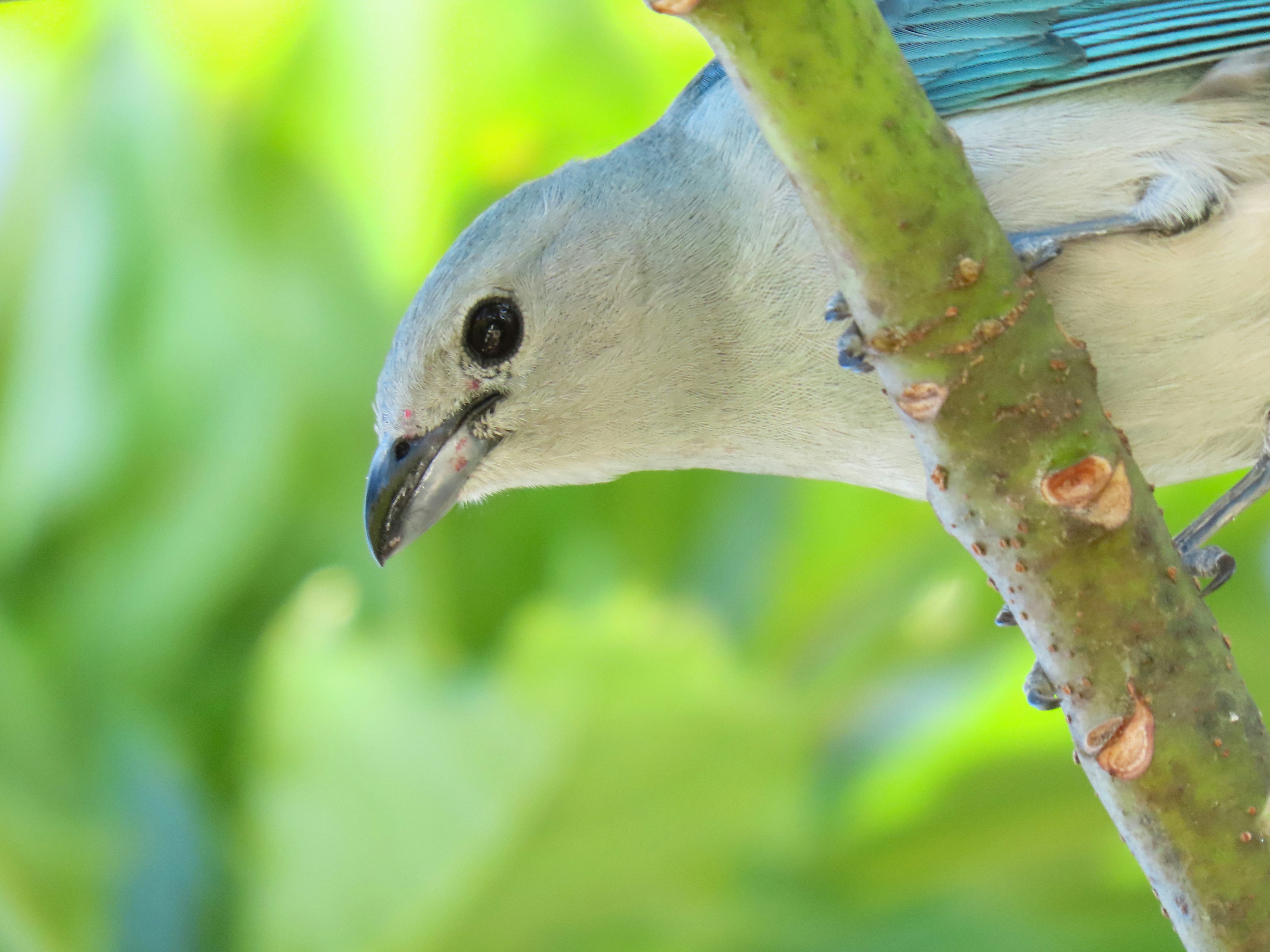 Blue-gray tanager perched on a branch against a vibrant green backdrop.