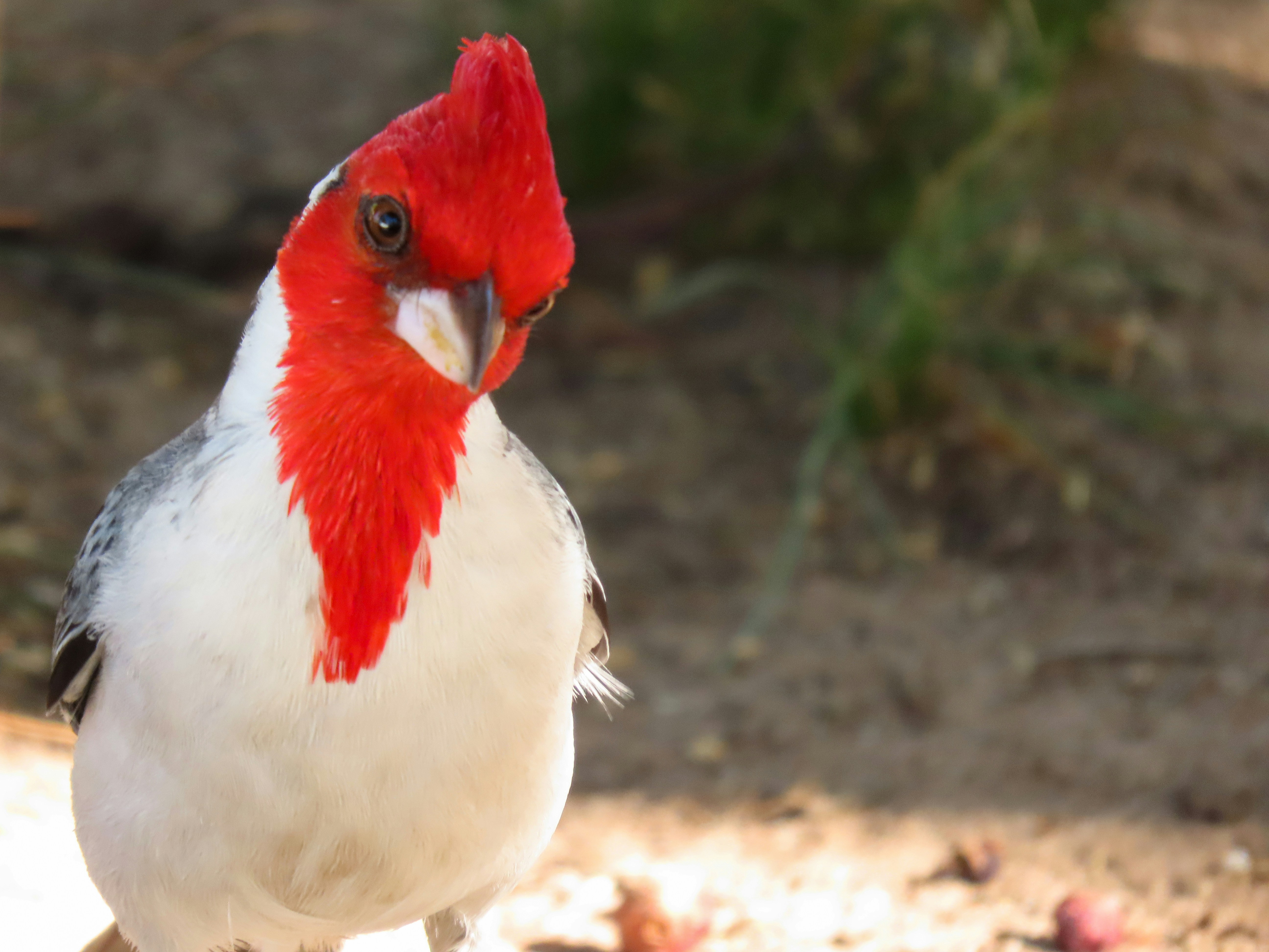 Red-crested cardinal with vivid plumage gazes inquisitively in a natural setting.