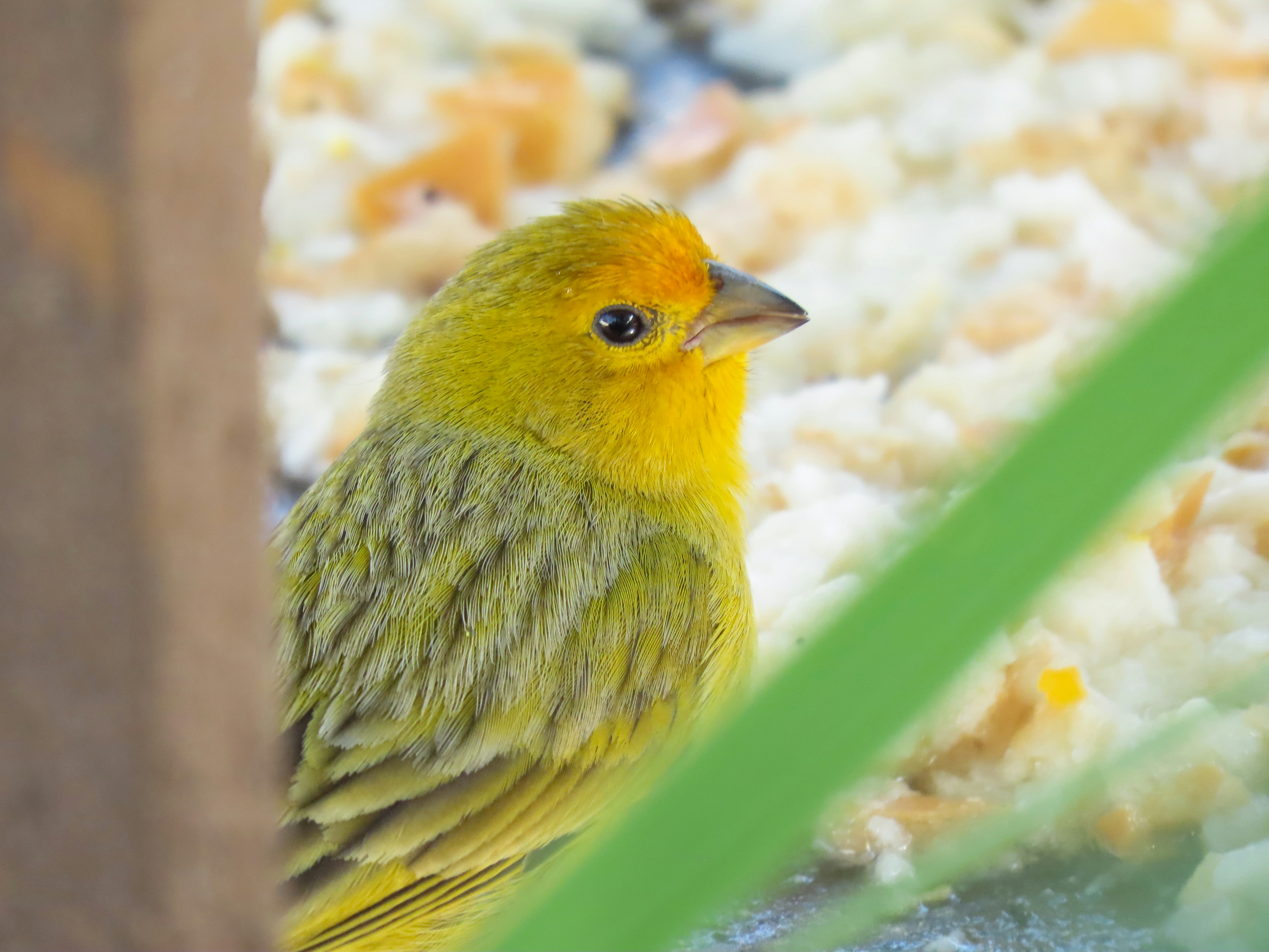 Saffron Finch perched near a backdrop of scattered grains.
