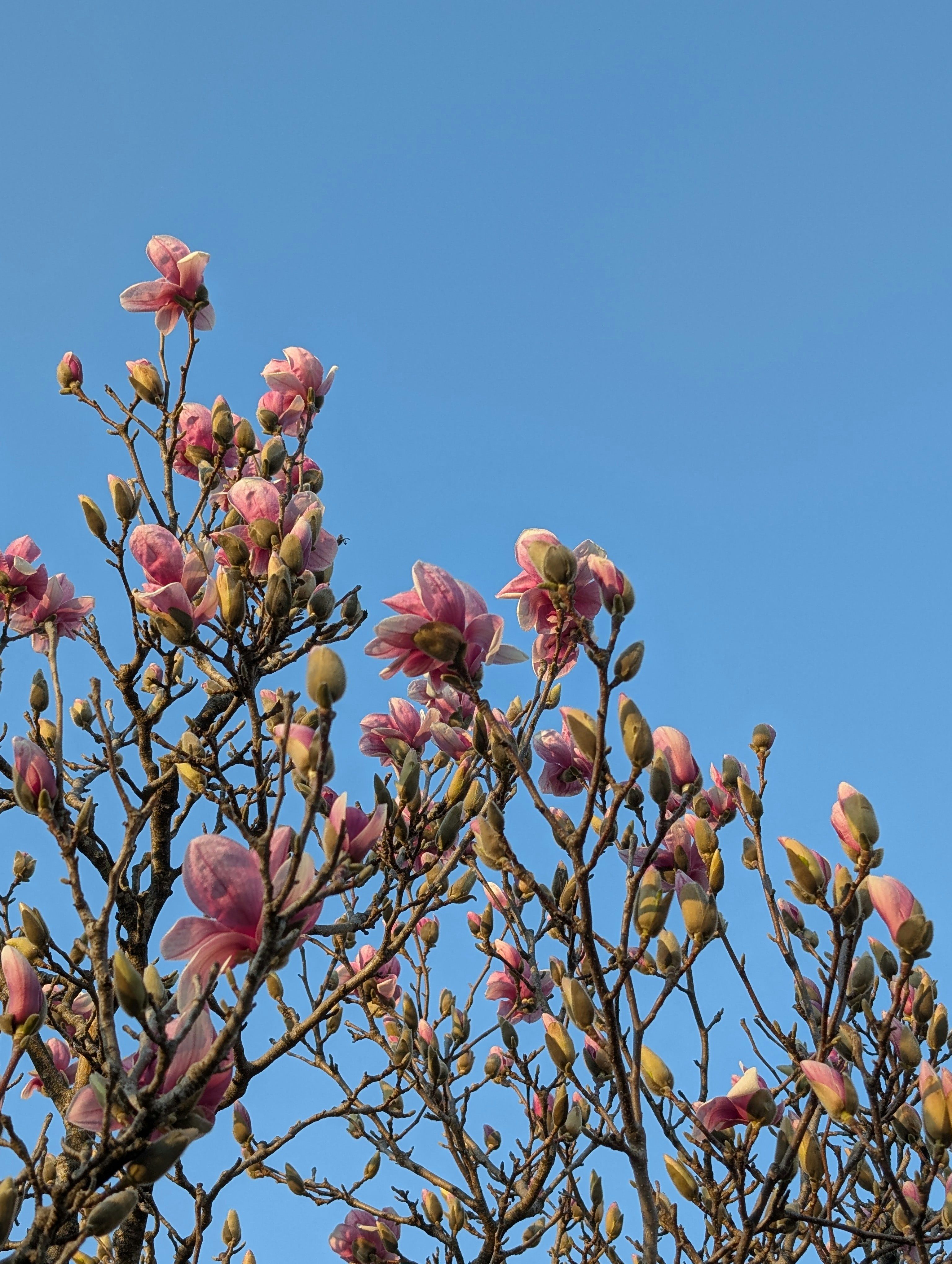 Pink spring blossoms on tree branches against a clear blue sky.