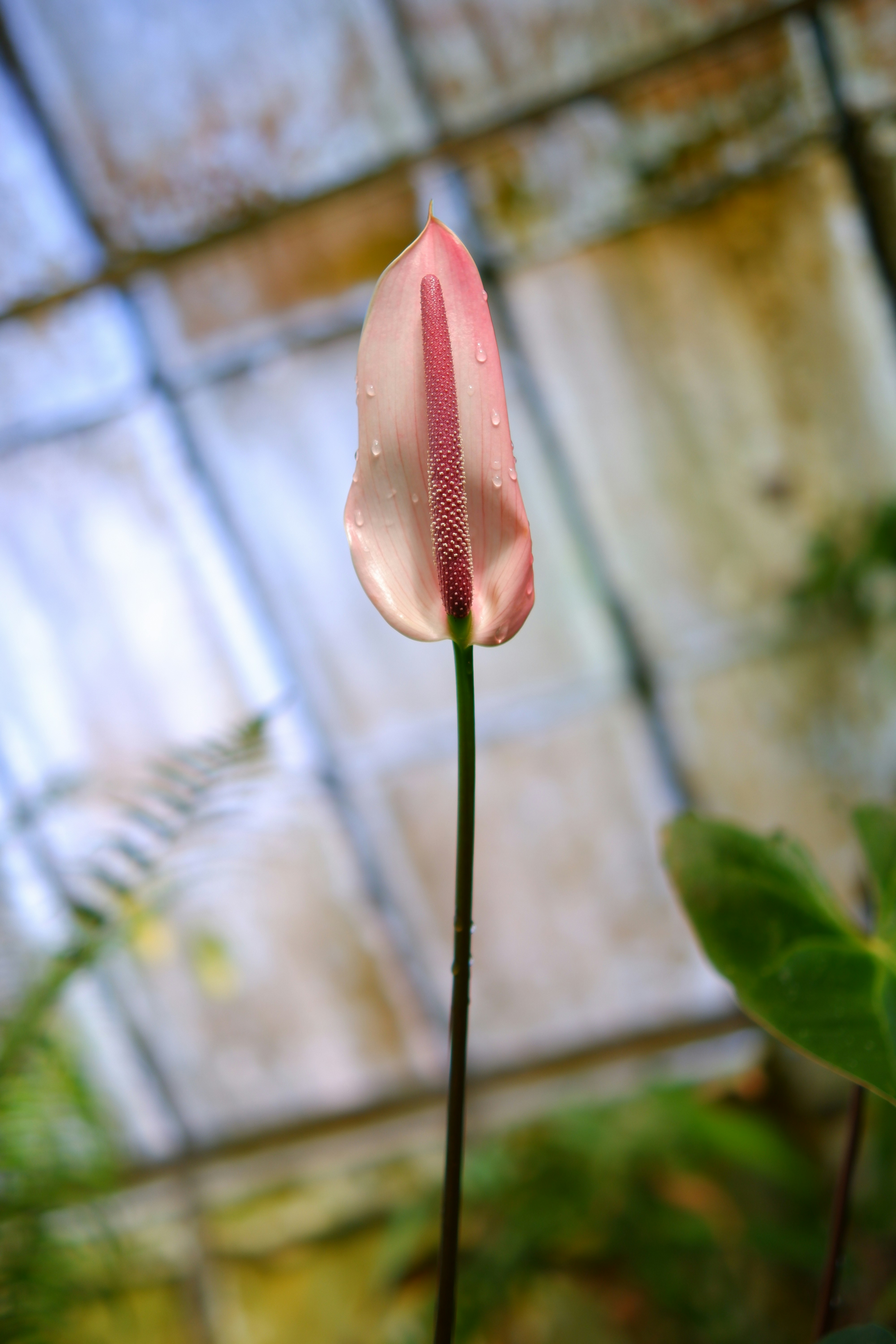 Dew-Kissed Pink Anthurium: A Close-Up Amid Soft Glasshouse Blur