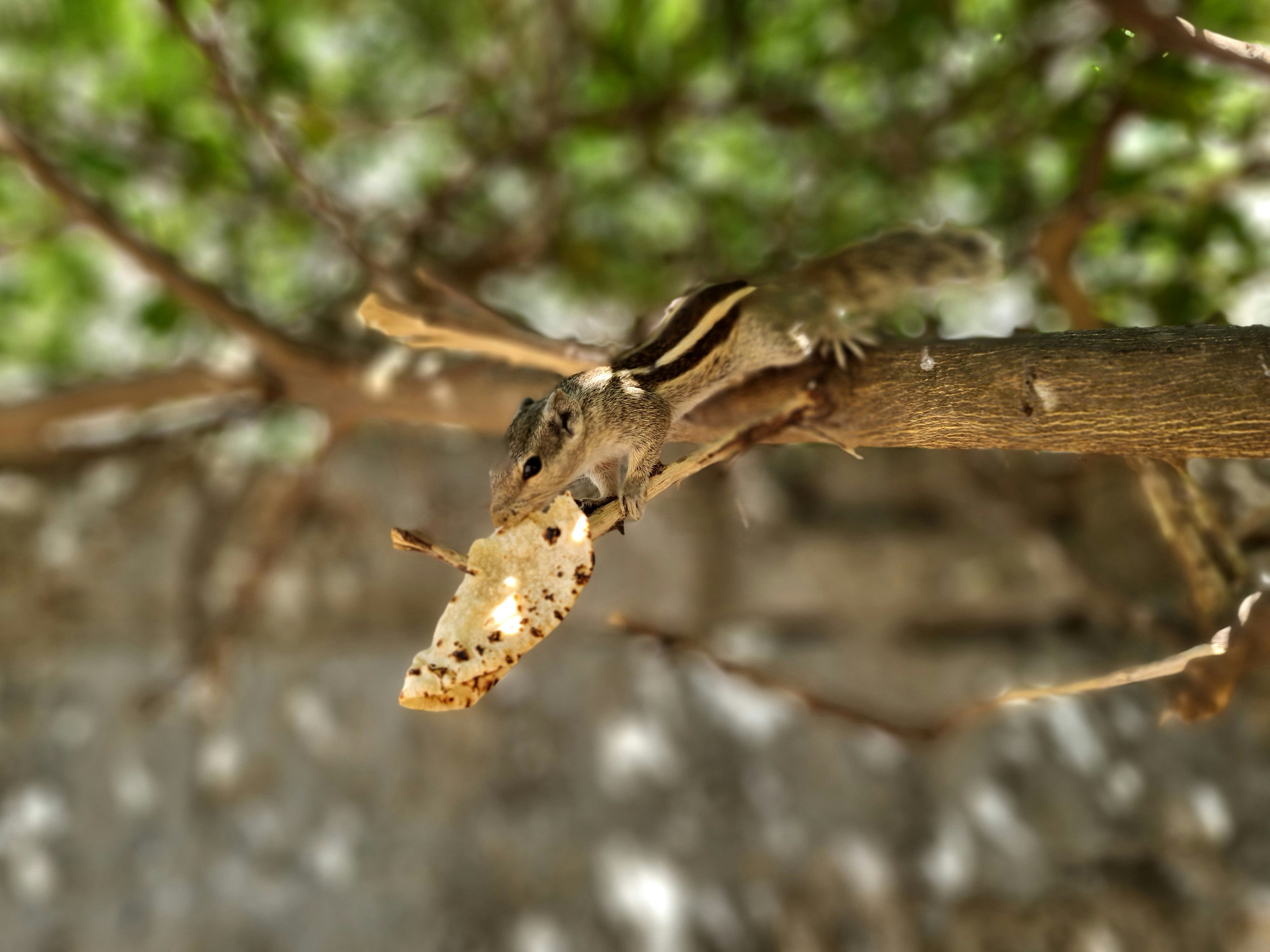 Squirrel on a sunlit branch gnaws a pale leaf fragment