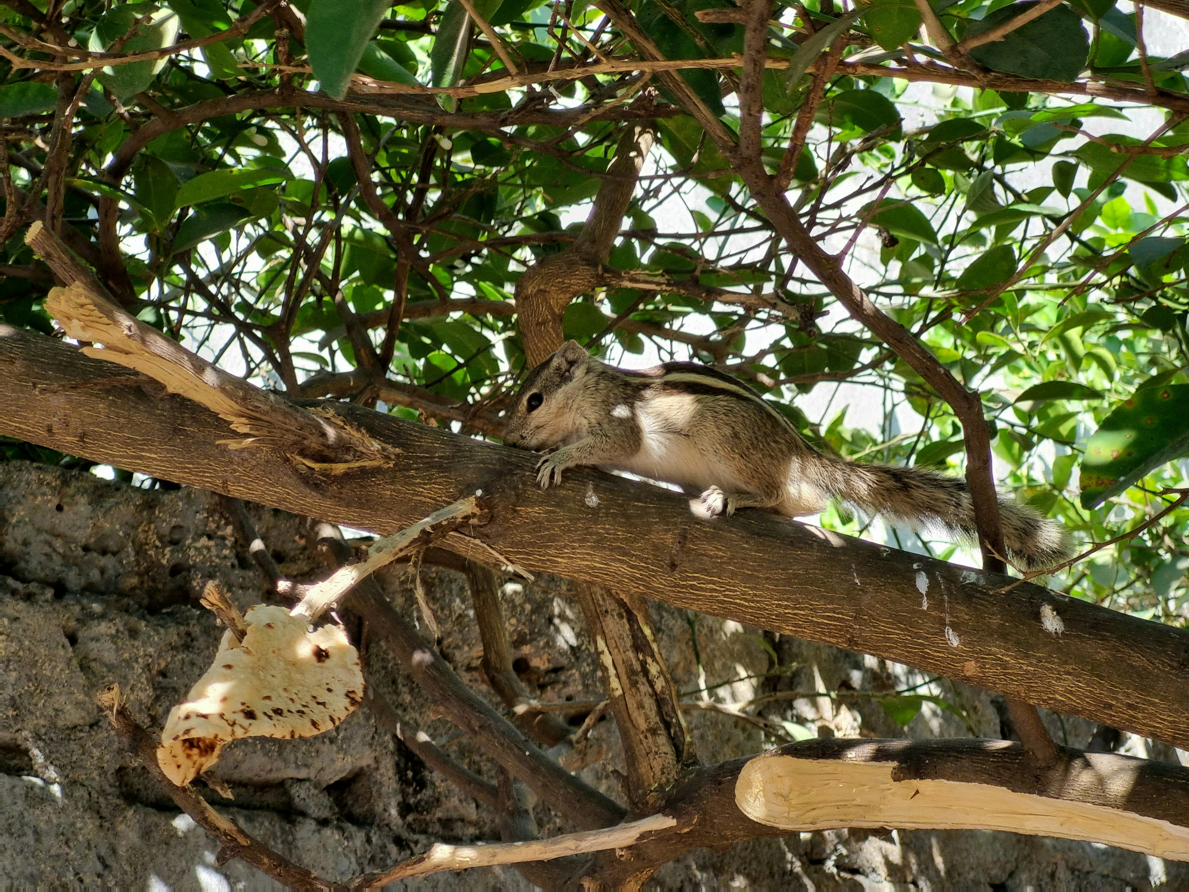 A squirrel perches on a tree branch. photo – Free Animal Image on Unsplash