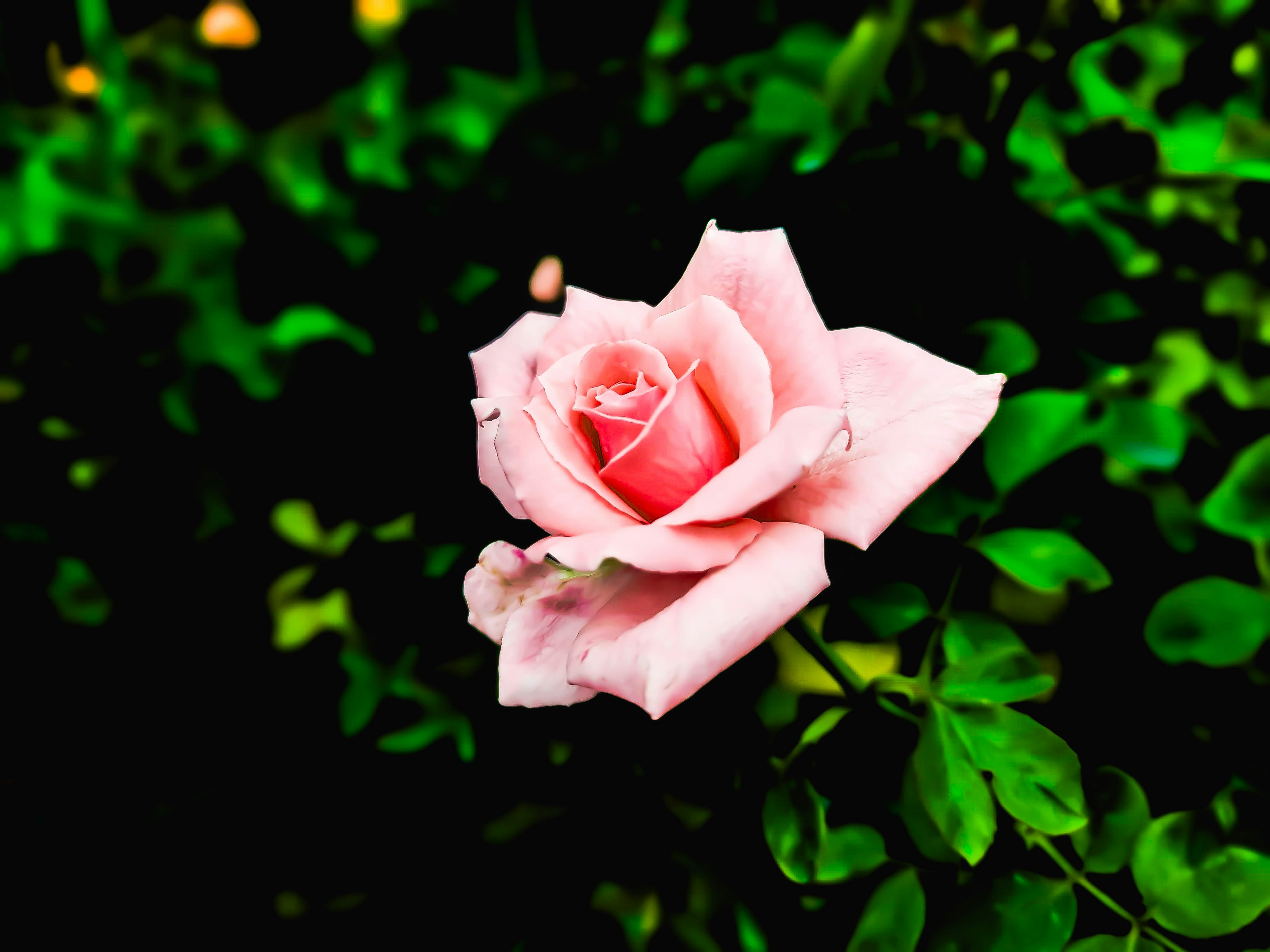 A pink rose blooms among green foliage. photo – Free Rose flower Image ...