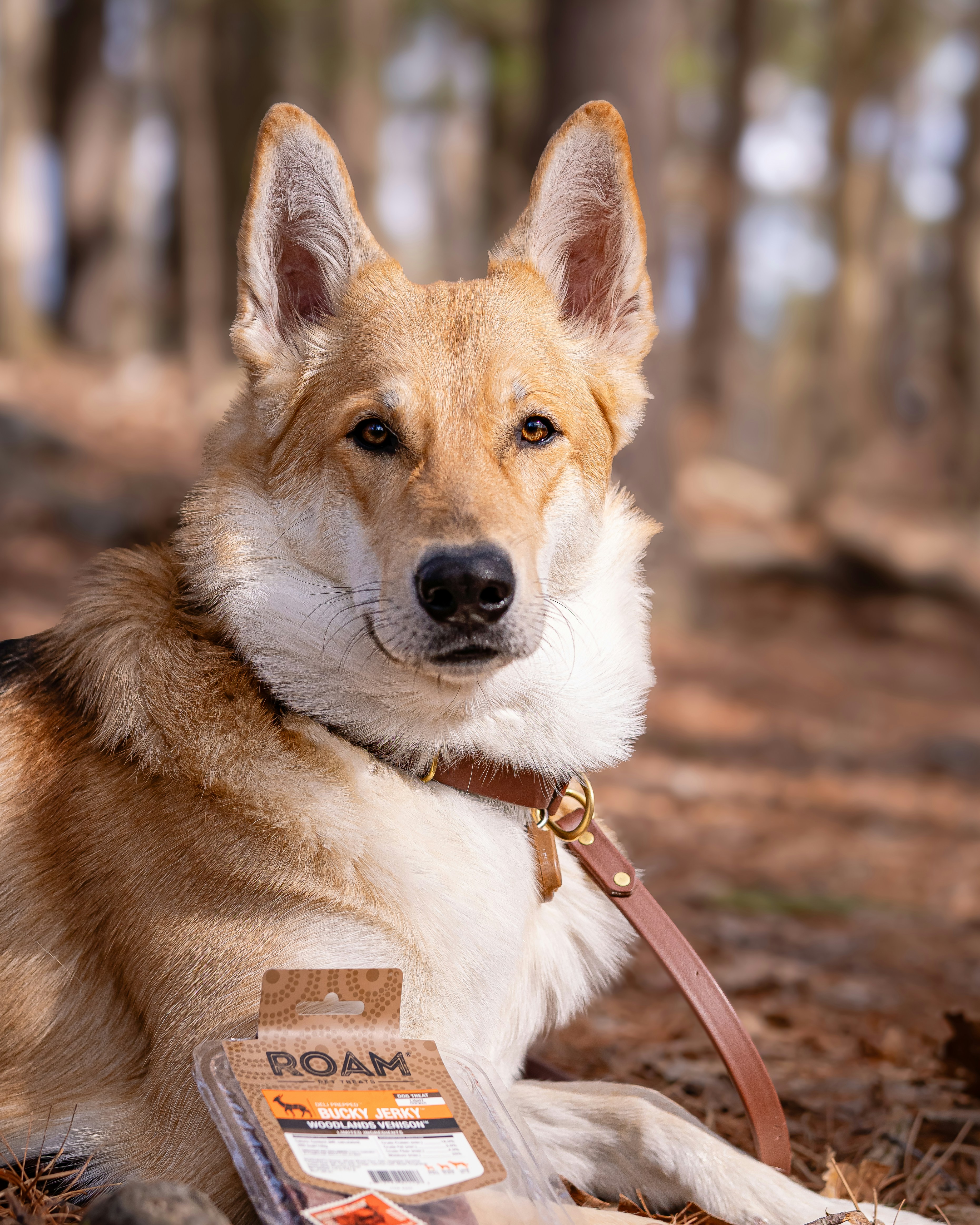 Amber Gaze in the Pines: a Corgi Pause Among Fallen Leaves