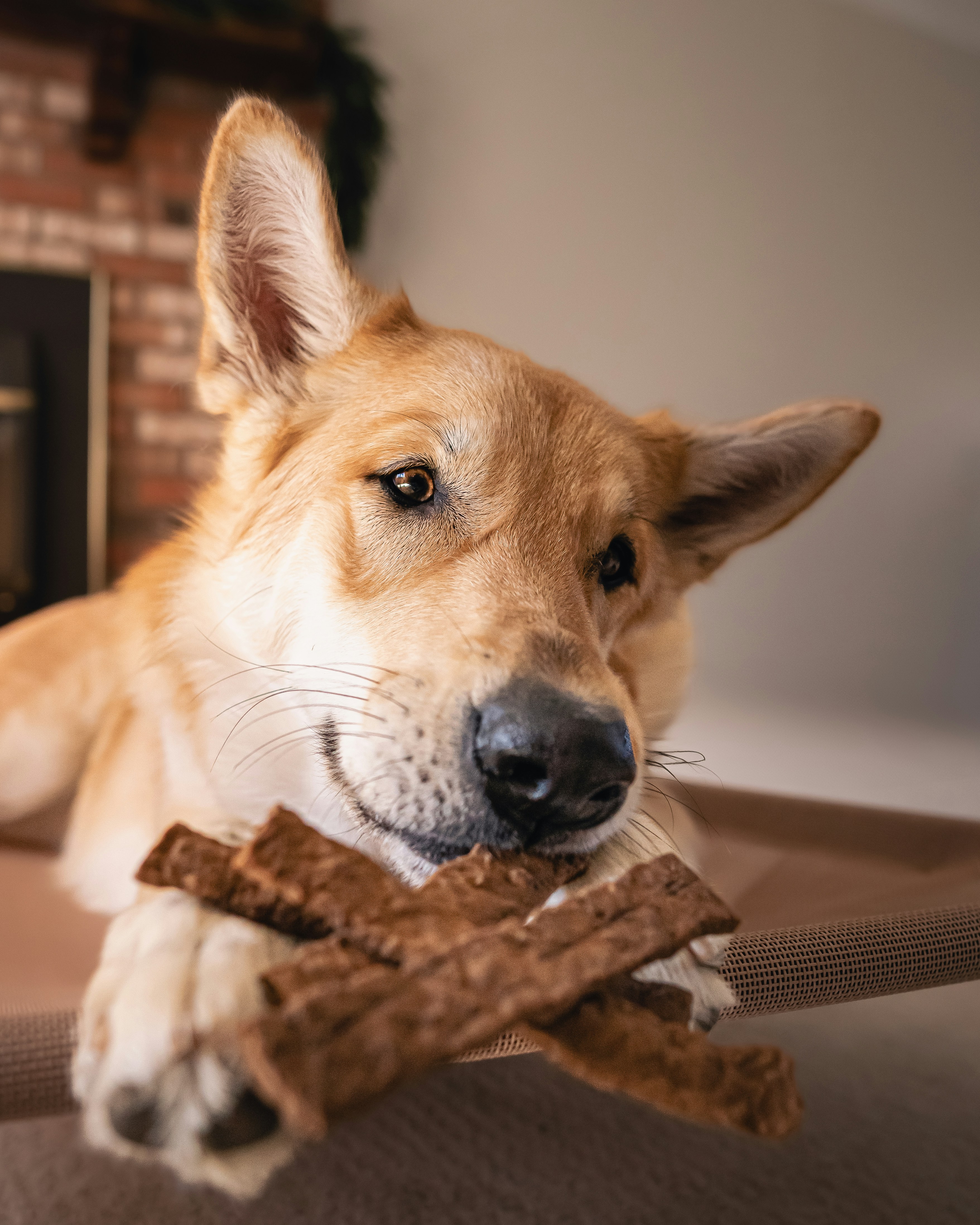 Couchside Chew: A Golden Pup Nuzzles a Bone in Warm Living Room Light