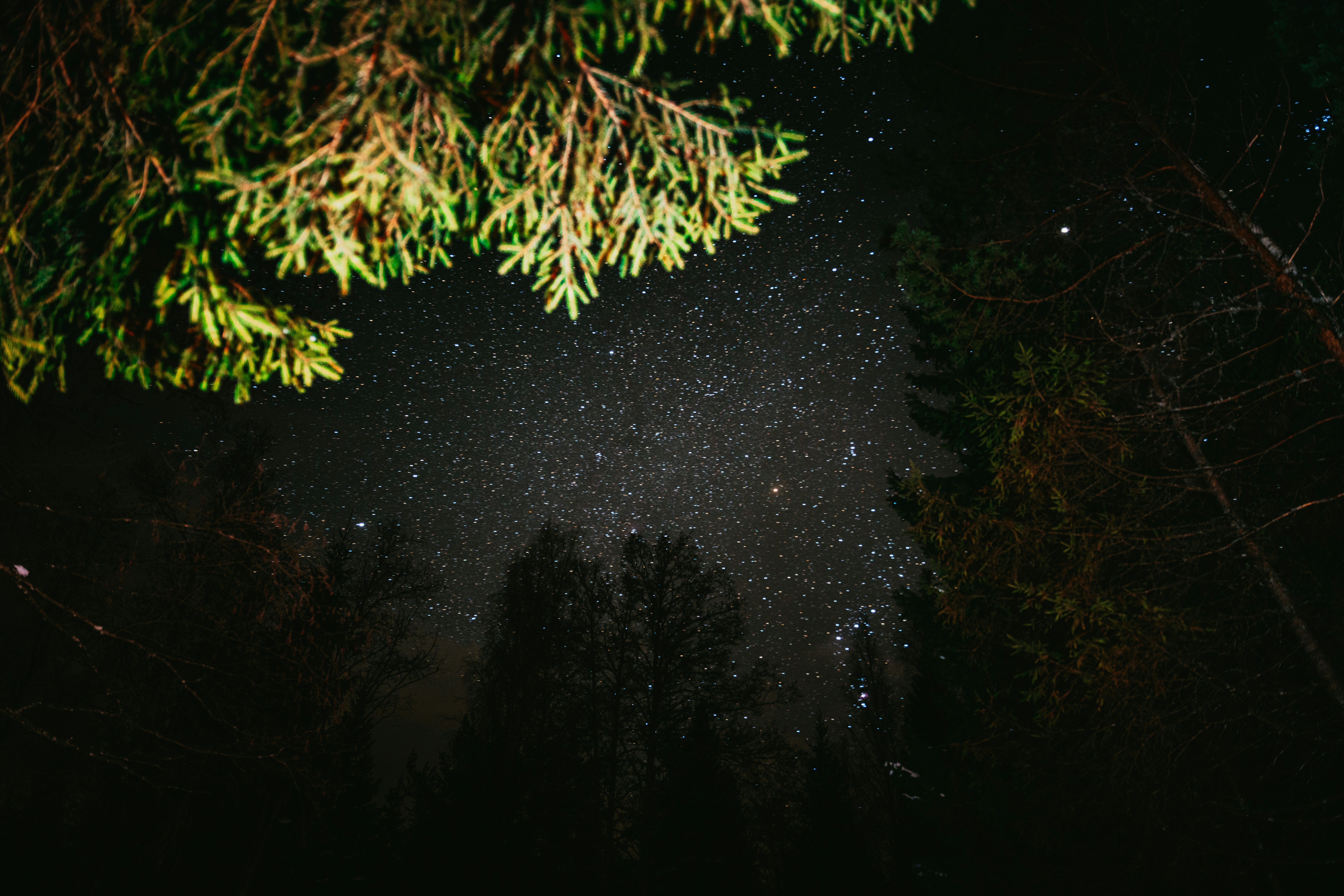 Star-filled night sky framed by evergreen branches and silhouetted trees.